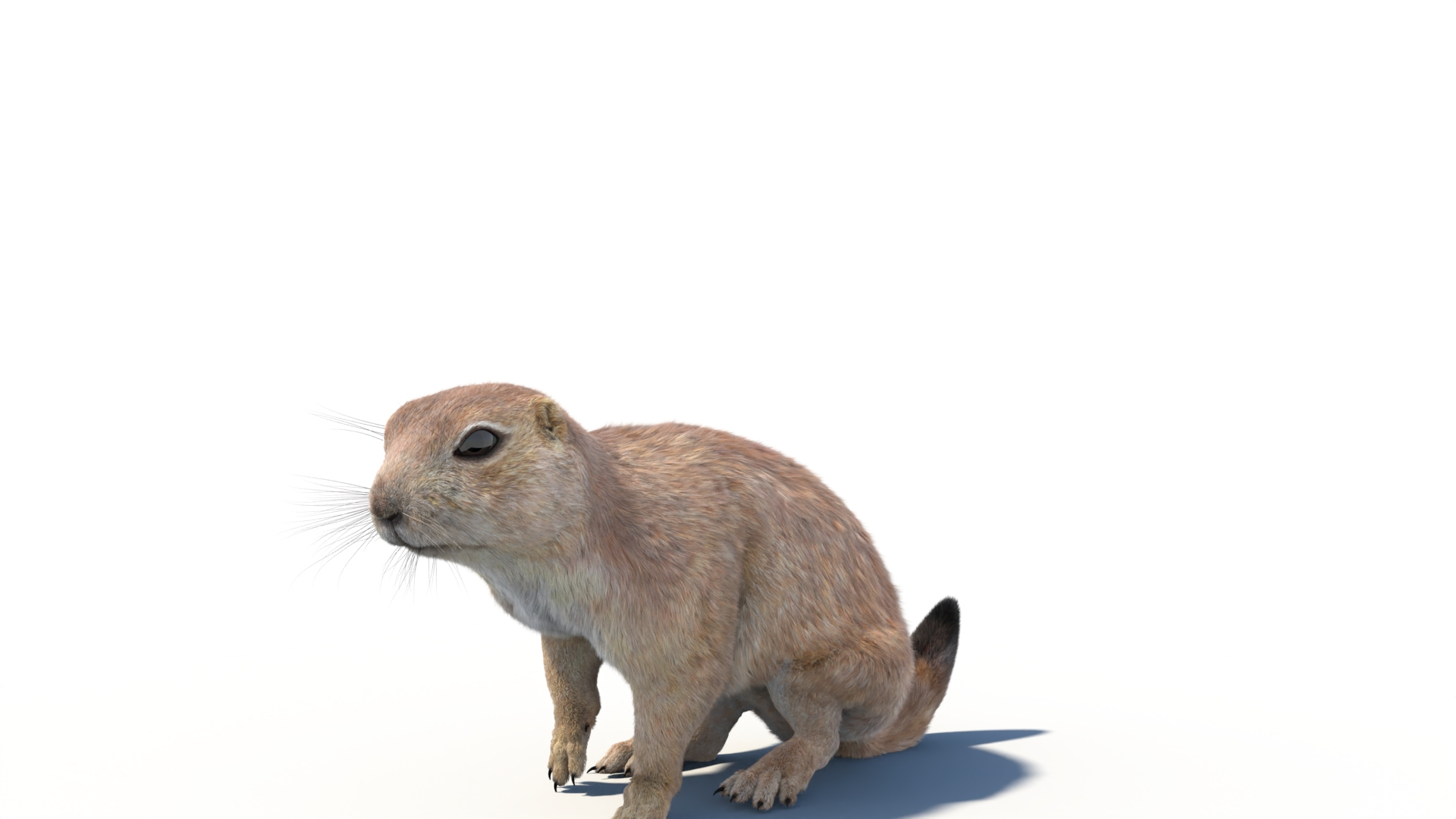 3D Animated Prairie Dog With Fur Model - TurboSquid 2279560