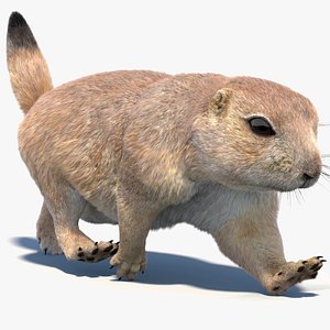 Animated 3D Clo3d Download Kuyhaa Models For Download | TurboSquid