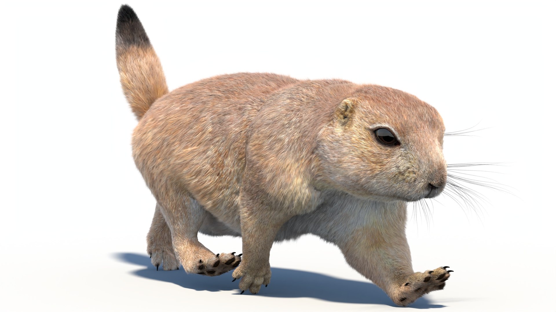 3D Animated Prairie Dog With Fur Model - TurboSquid 2279560