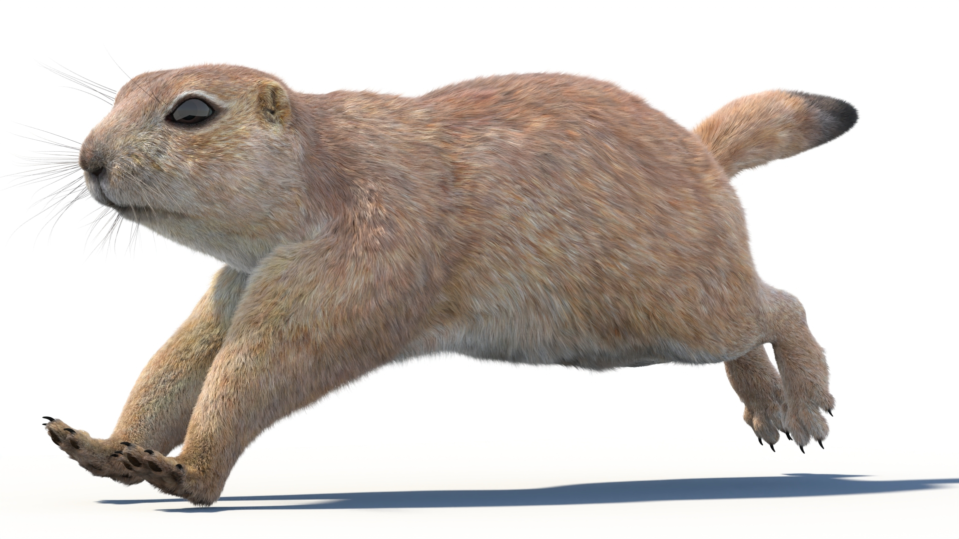 3D Animated Prairie Dog With Fur Model - TurboSquid 2279560