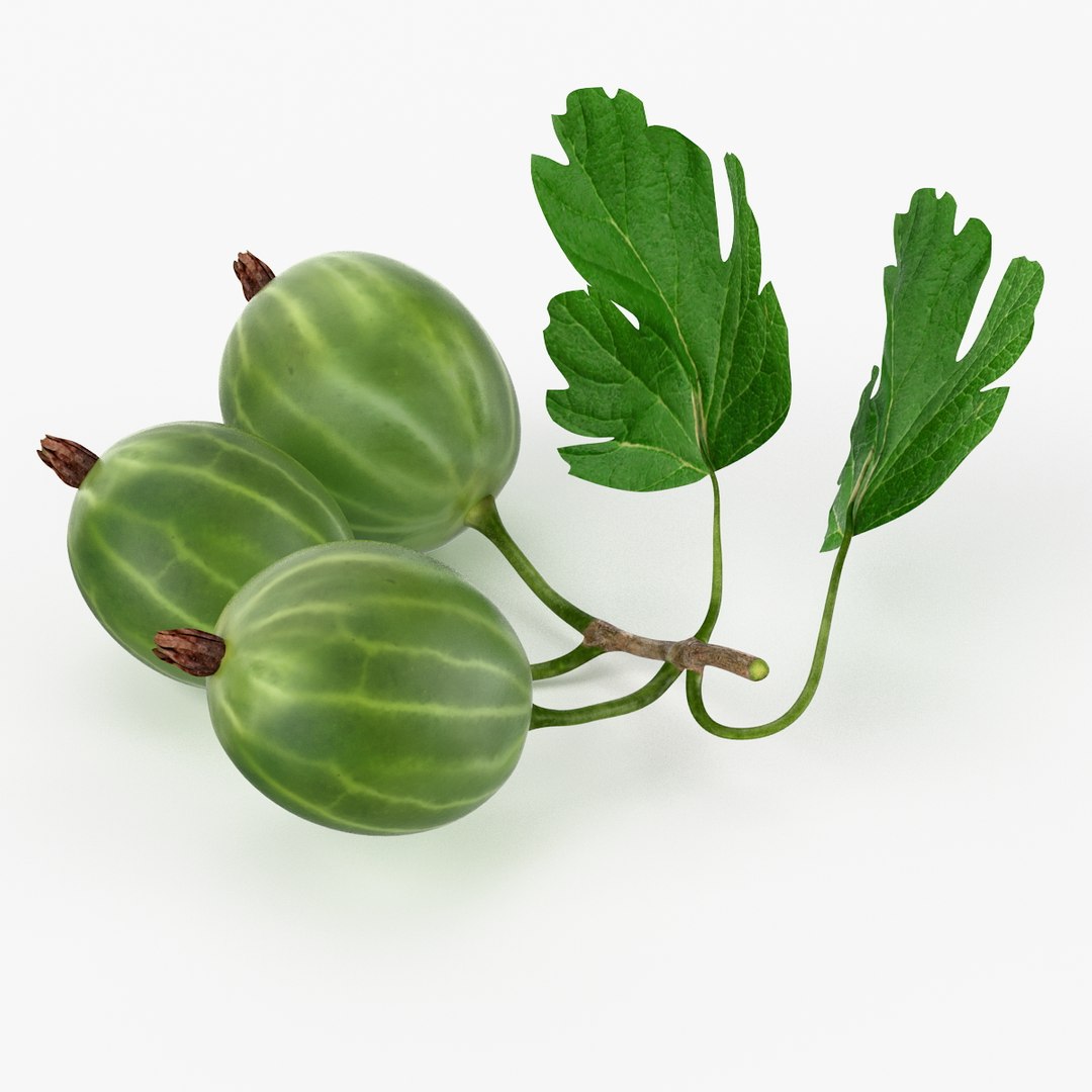 Realistic Gooseberry Real Max