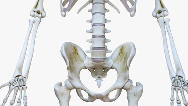 Female anatomy simplified model - TurboSquid 1469560