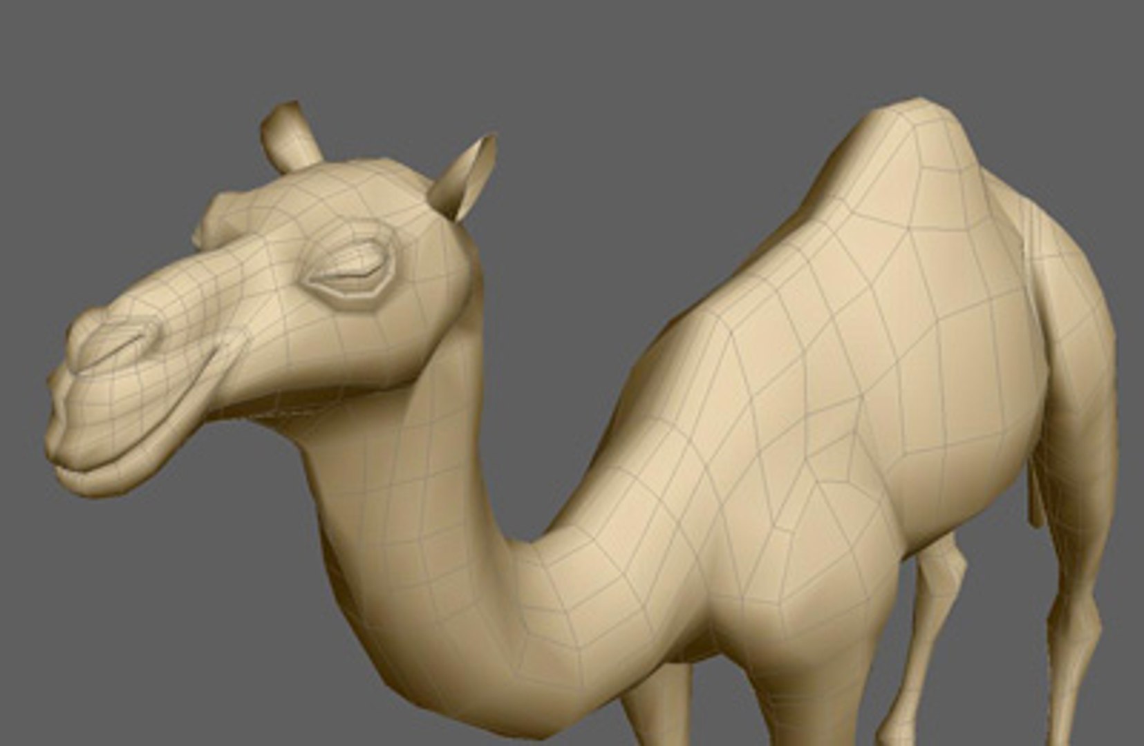 Camel 3d Model