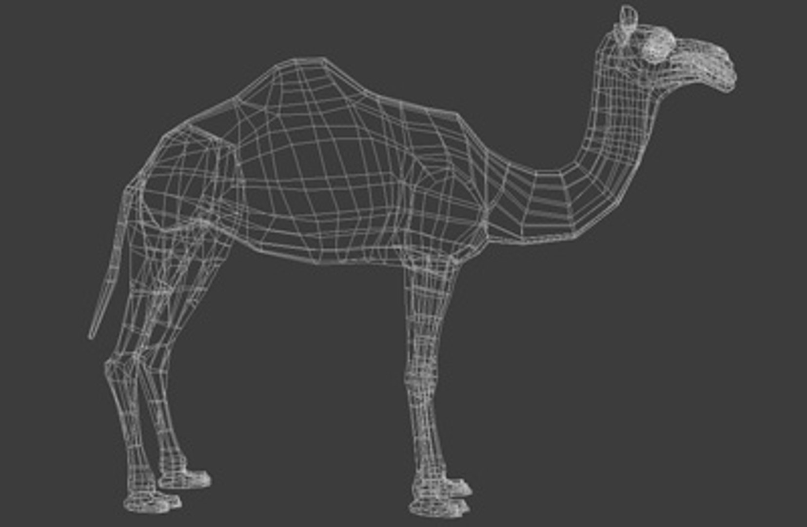Camel 3d Model
