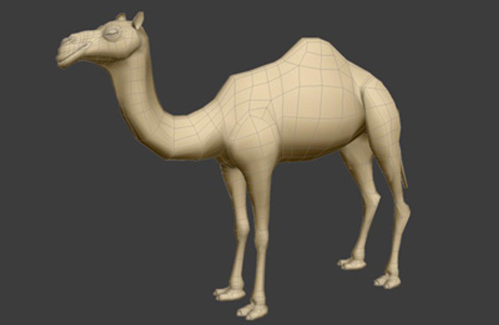 Camel 3d Model