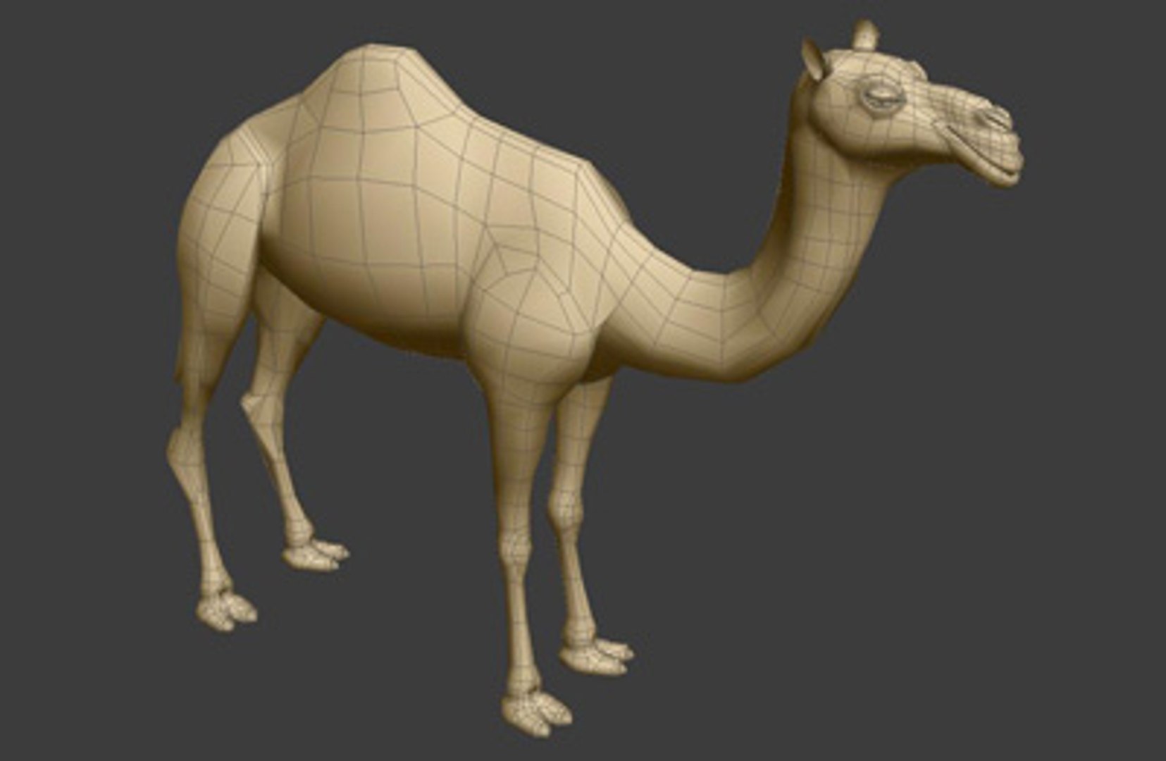 Camel 3d Model