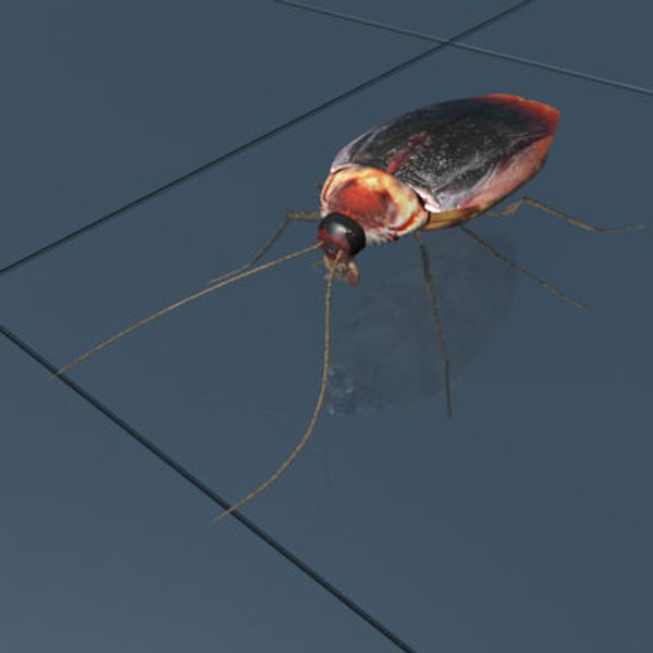 modelo 3d Cucaracha (Maya) - TurboSquid 311172