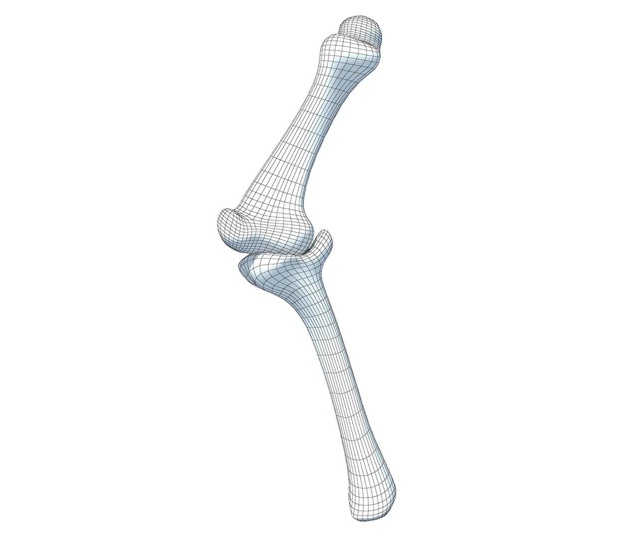 Animal Leg Skeleton 3D Model - TurboSquid 1177949