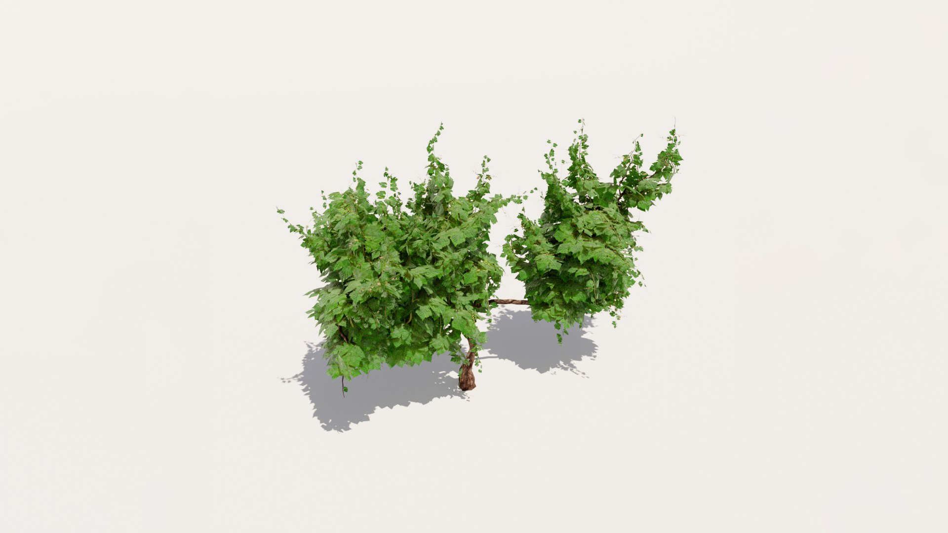 3D Model Grapevine Plant 001 Var 003 - TurboSquid 2084551