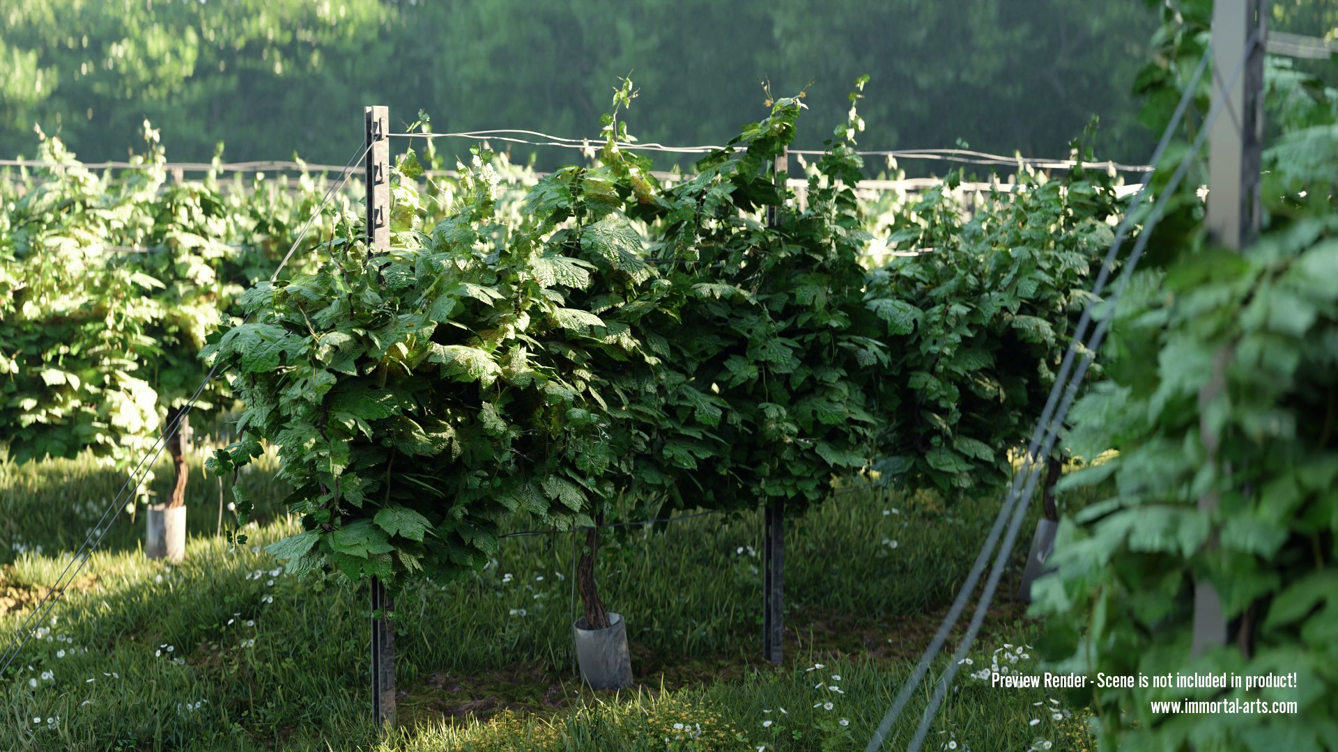 3D Model Grapevine Plant 001 Var 003 - TurboSquid 2084551