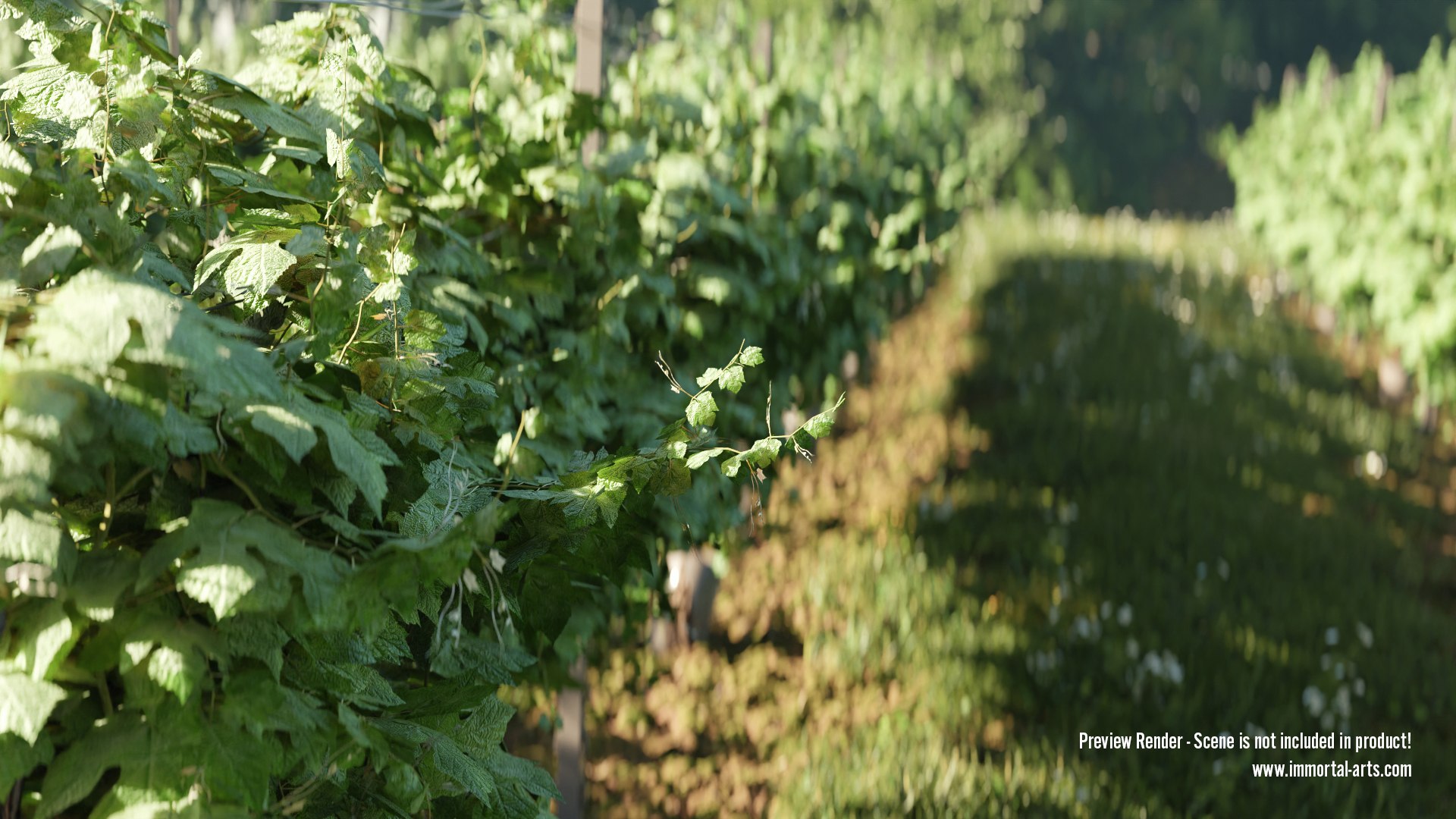 3D Model Grapevine Plant 001 Var 003 - TurboSquid 2084551