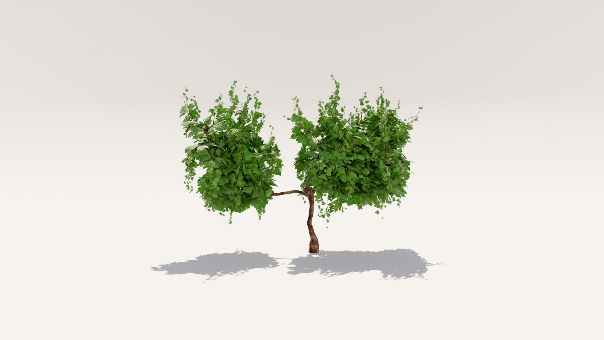 3D Model Grapevine Plant 001 Var 003 - TurboSquid 2084551