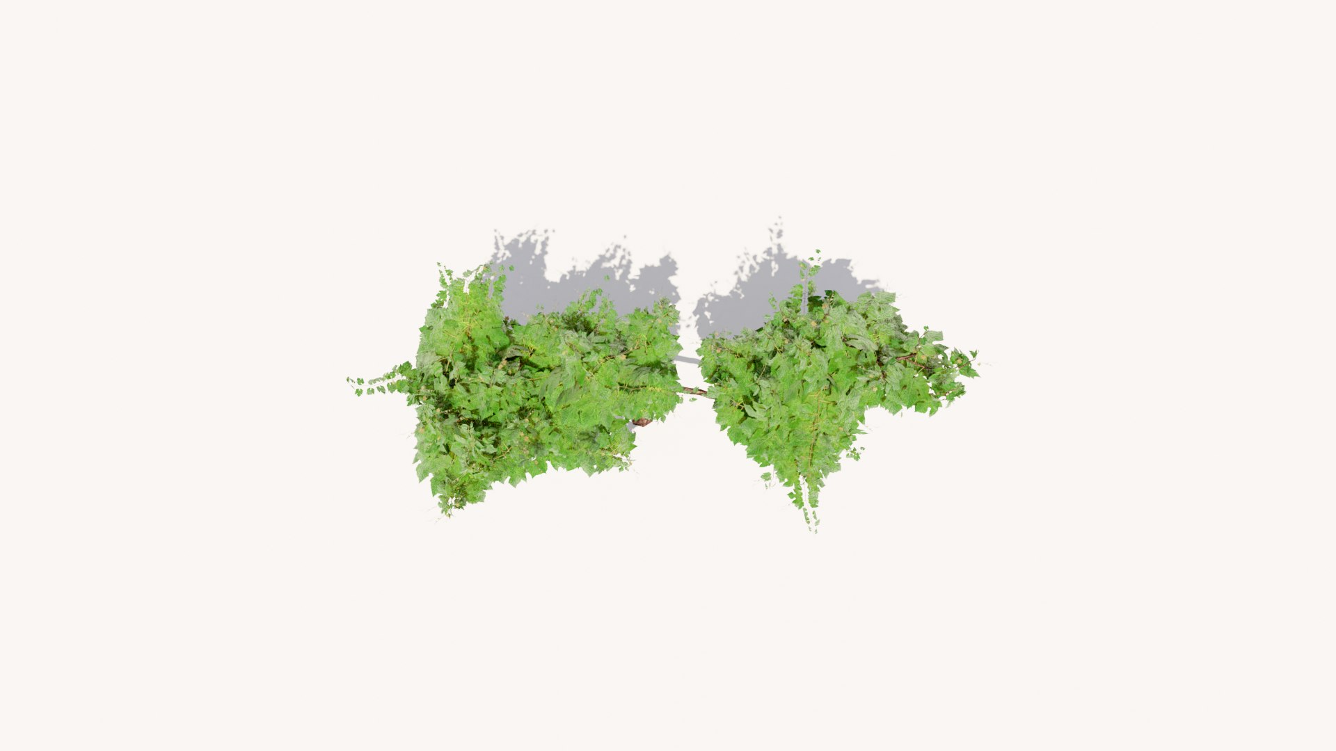3D Model Grapevine Plant 001 Var 003 - TurboSquid 2084551