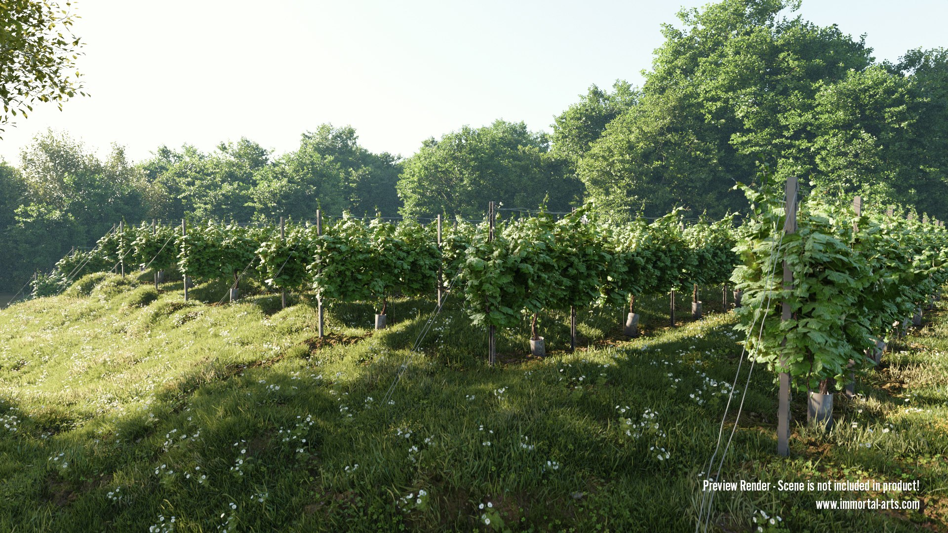 3D Model Grapevine Plant 001 Var 003 - TurboSquid 2084551