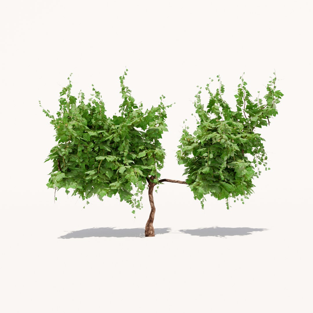 3D model Grapevine Plant 001 Var 003 - TurboSquid 2084551