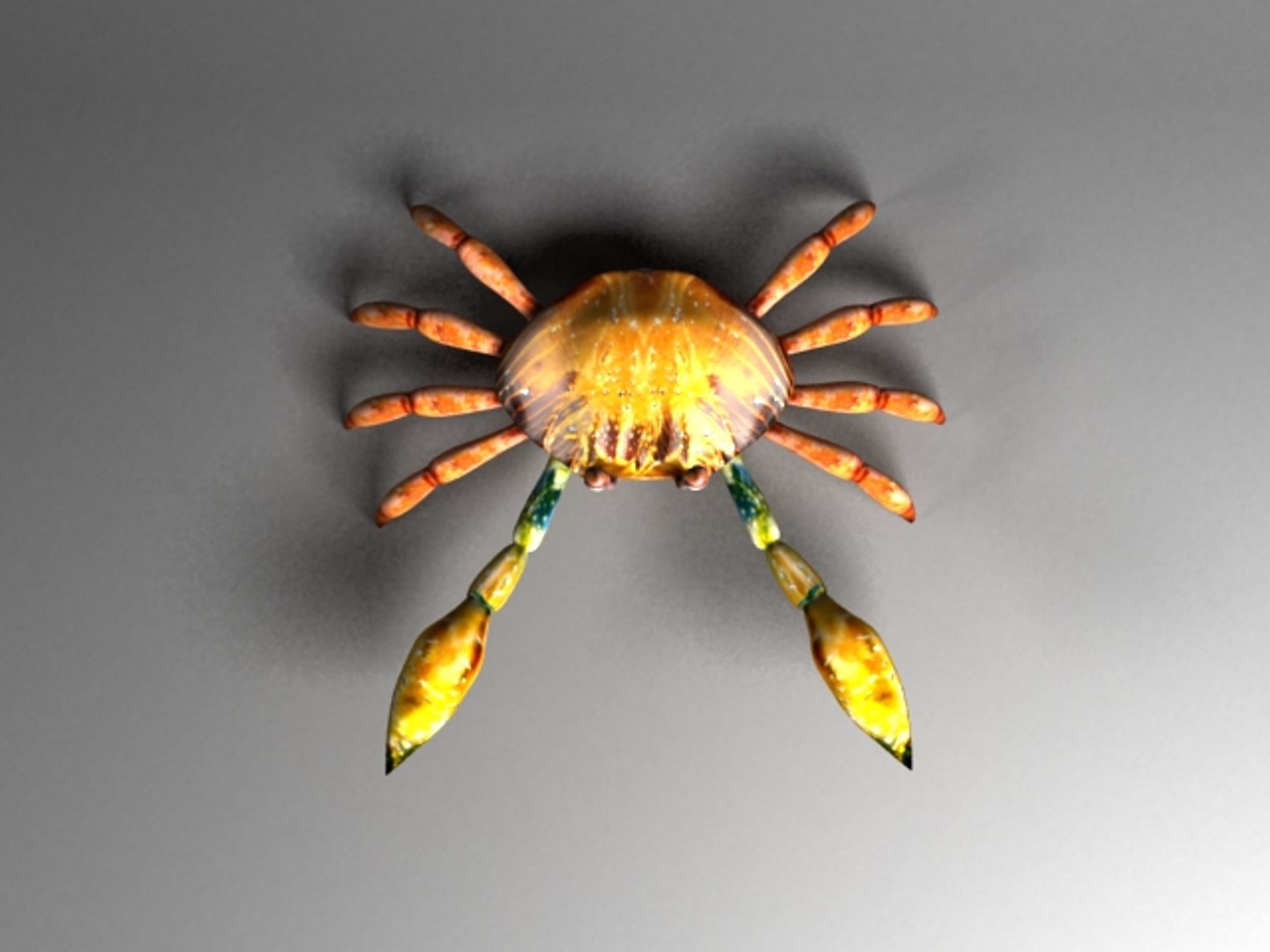 crab 3d model