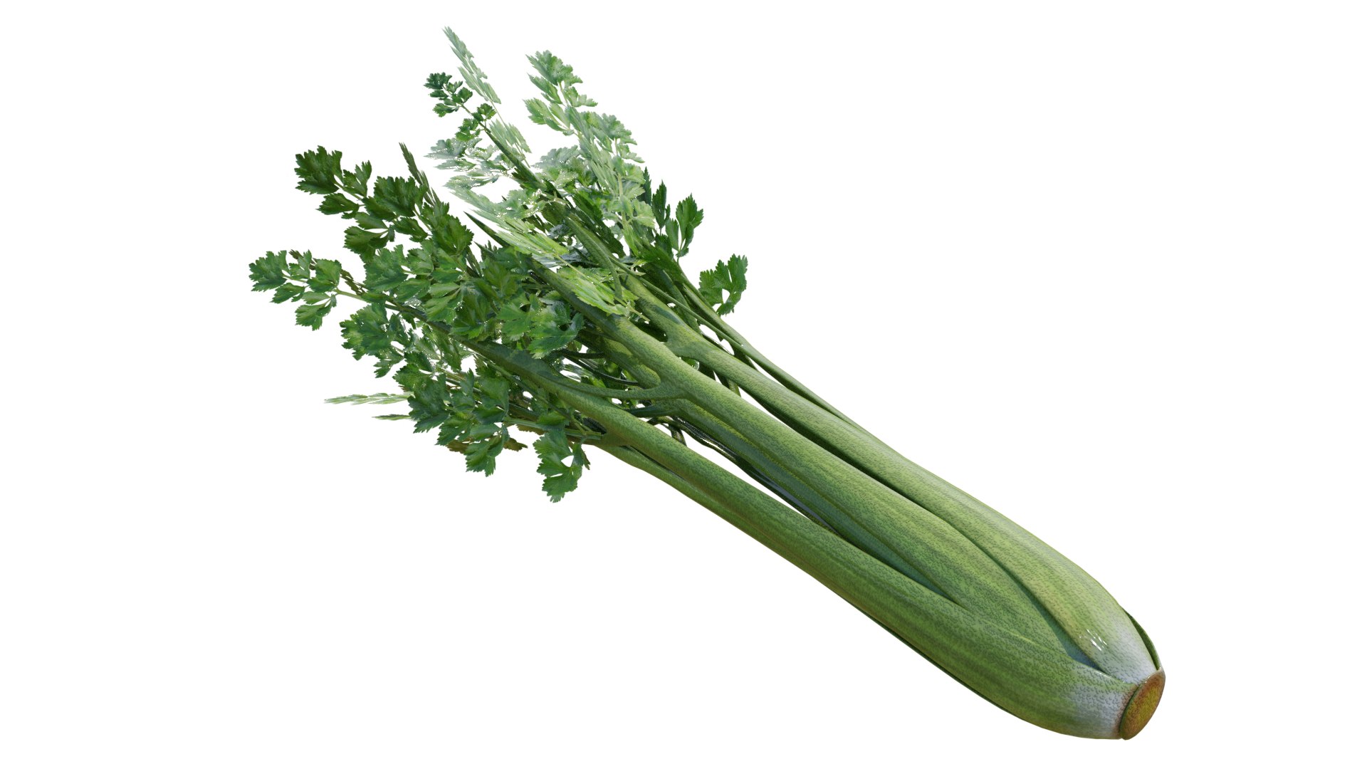 3d Celery Model Turbosquid 1944254 