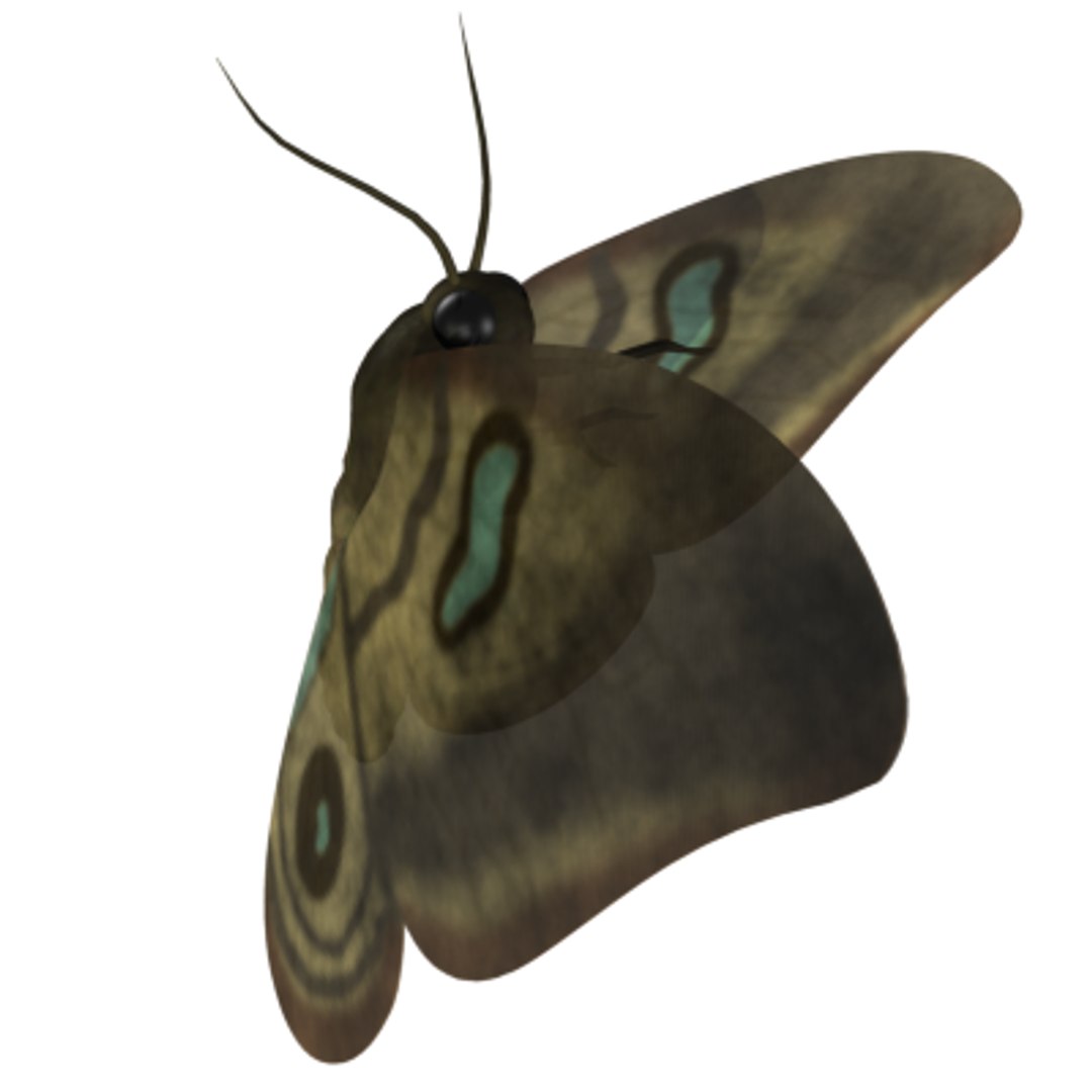 Ma Moth Animation