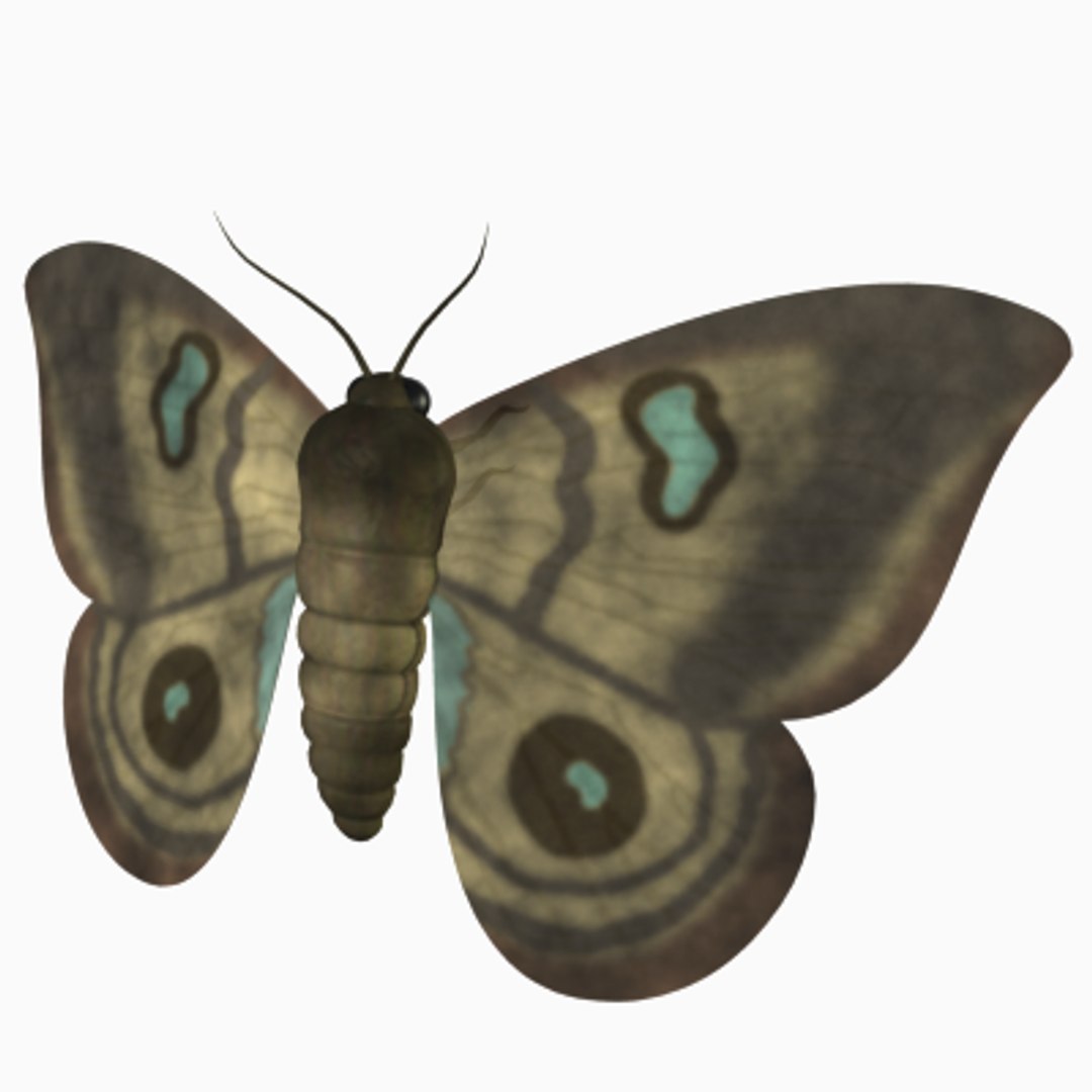 Ma Moth Animation