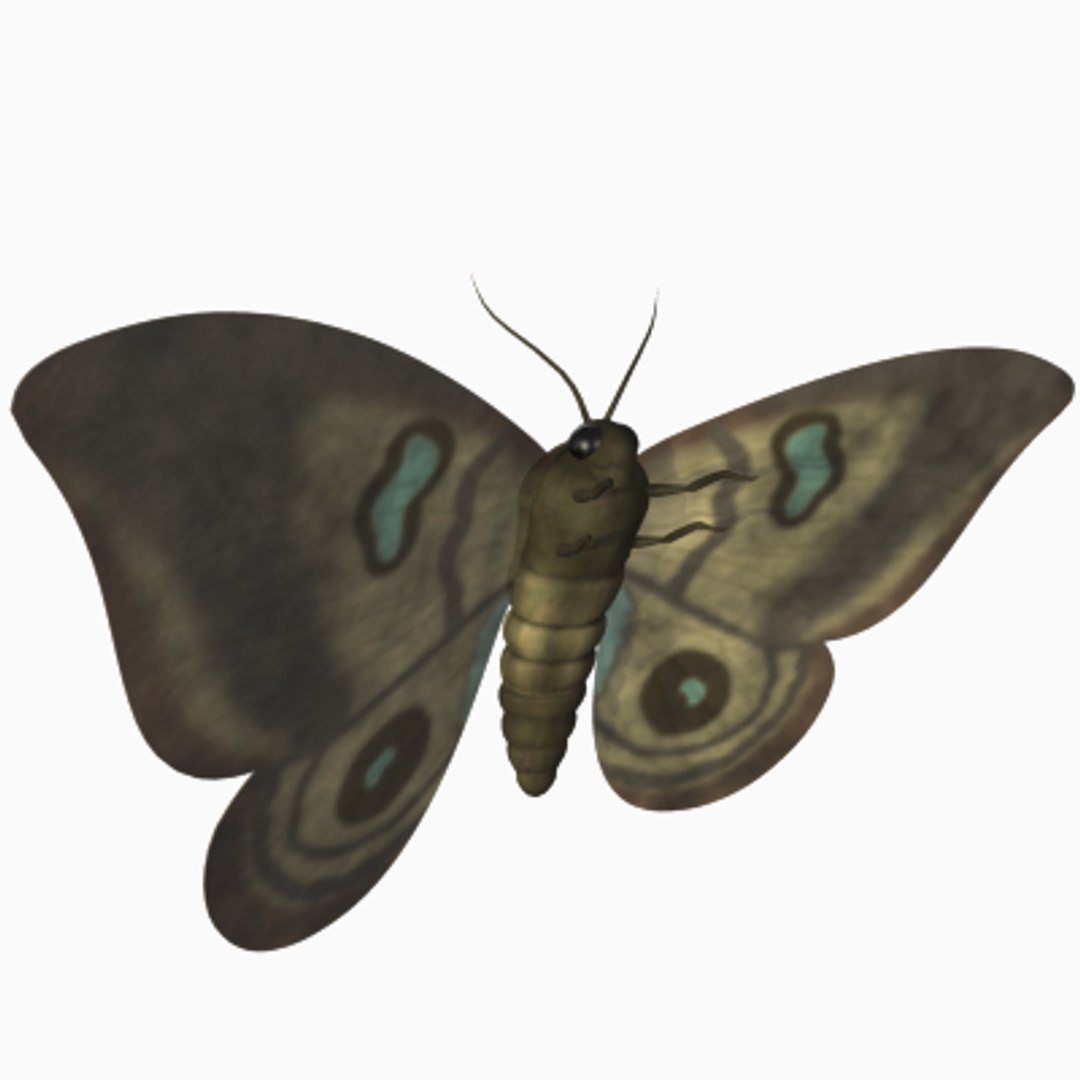 Ma Moth Animation