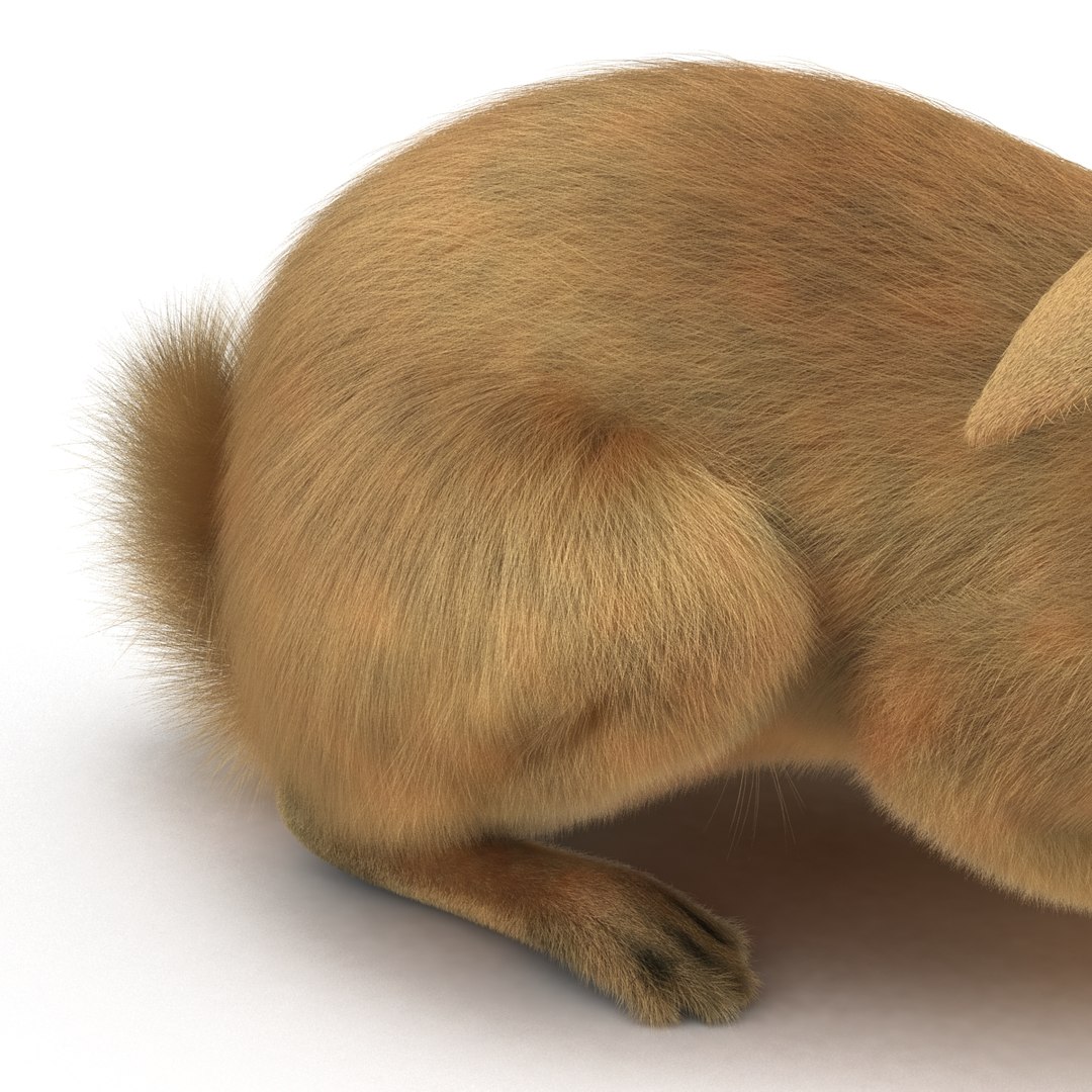 Rabbit Pose 2 3d Model