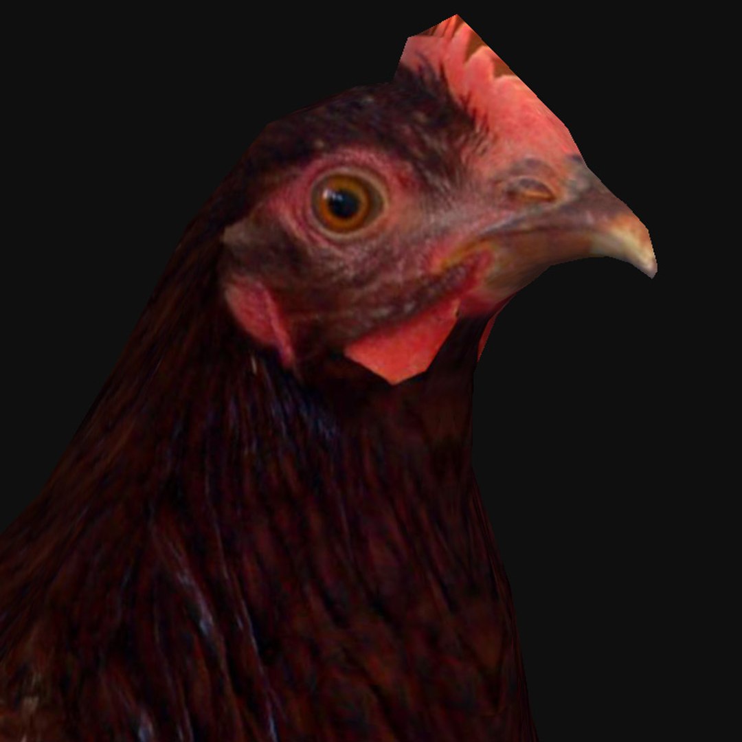 3d Hen Model