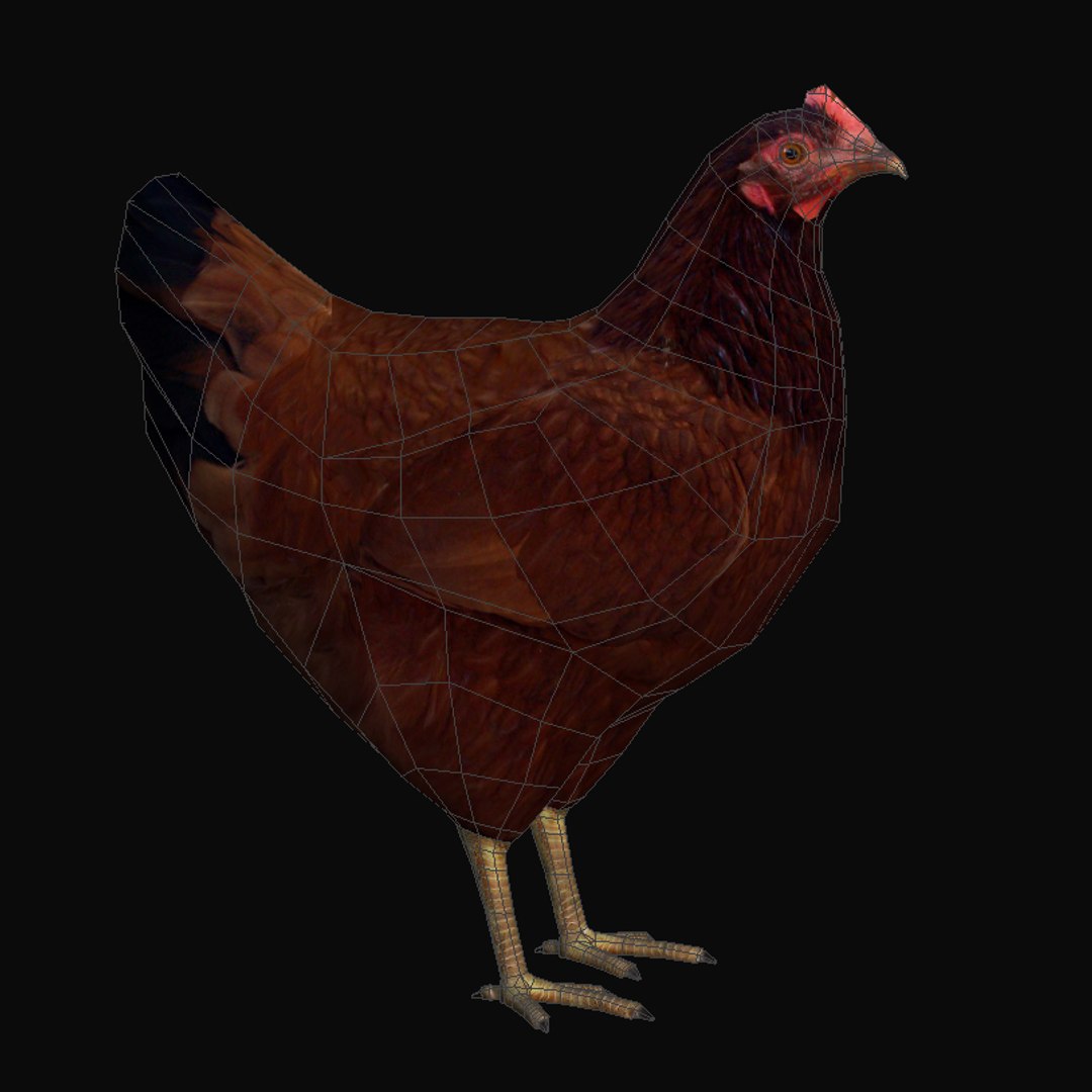 3d Hen Model