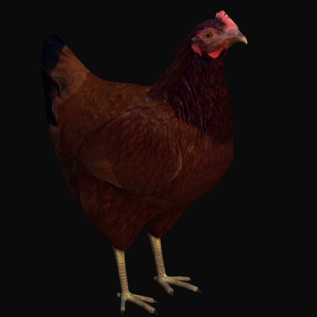3d Hen Model