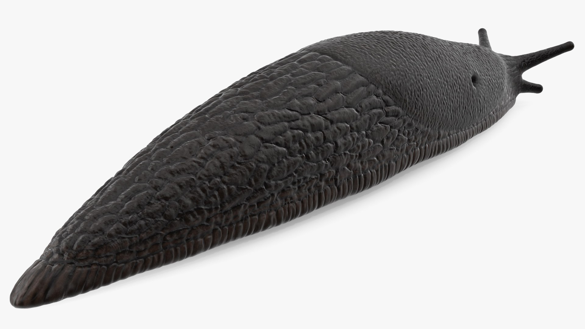 Garden Slug Rigged Model - TurboSquid 2013482