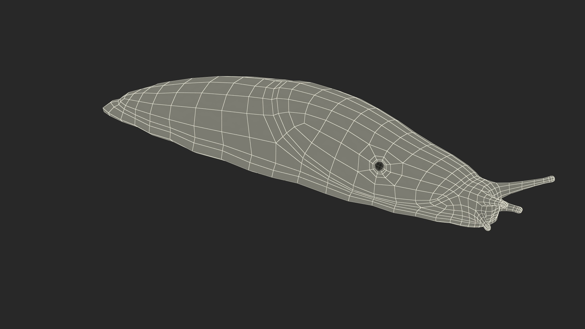 Garden Slug Rigged Model - TurboSquid 2013482