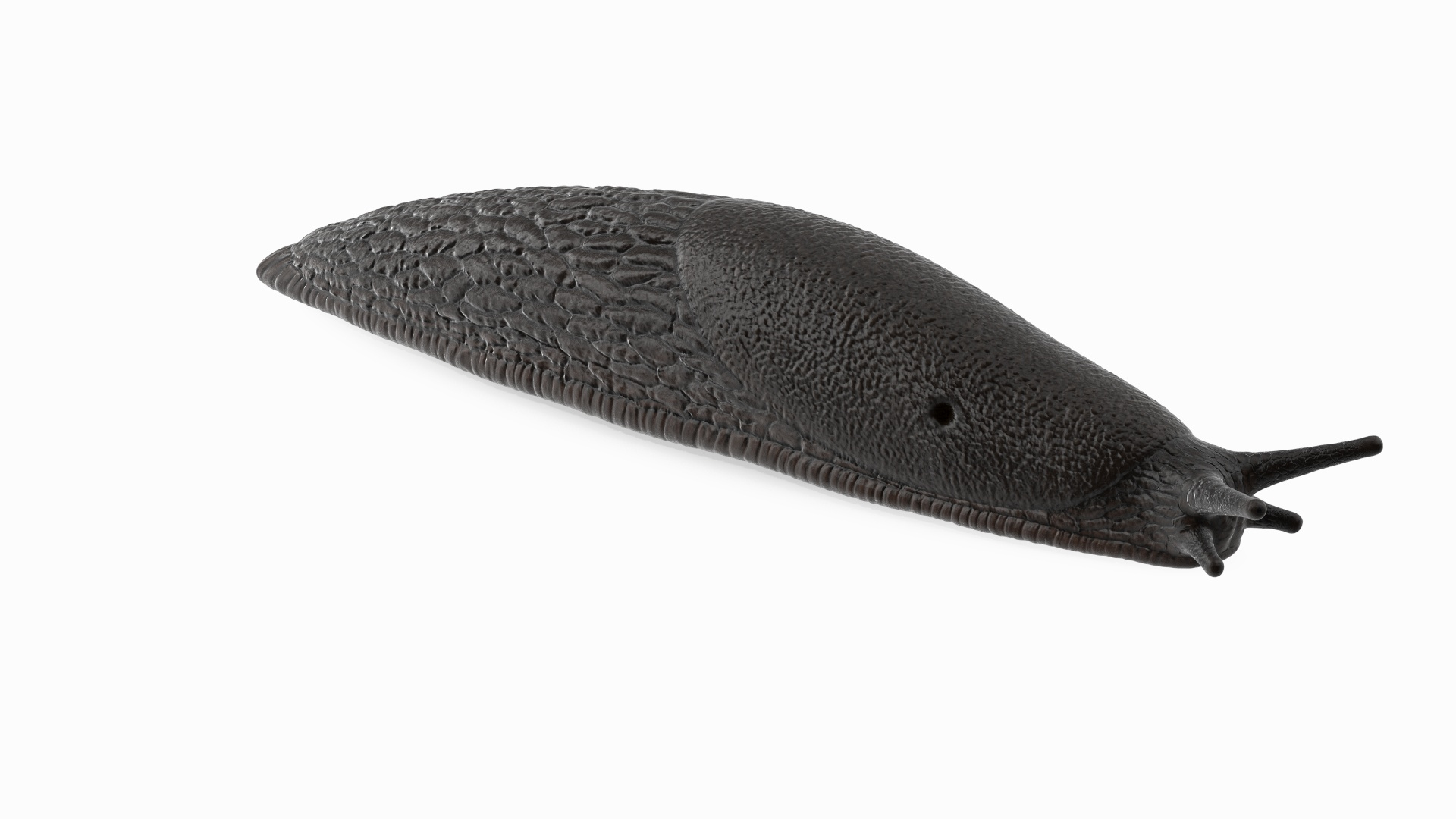 Garden Slug Rigged Model - TurboSquid 2013482