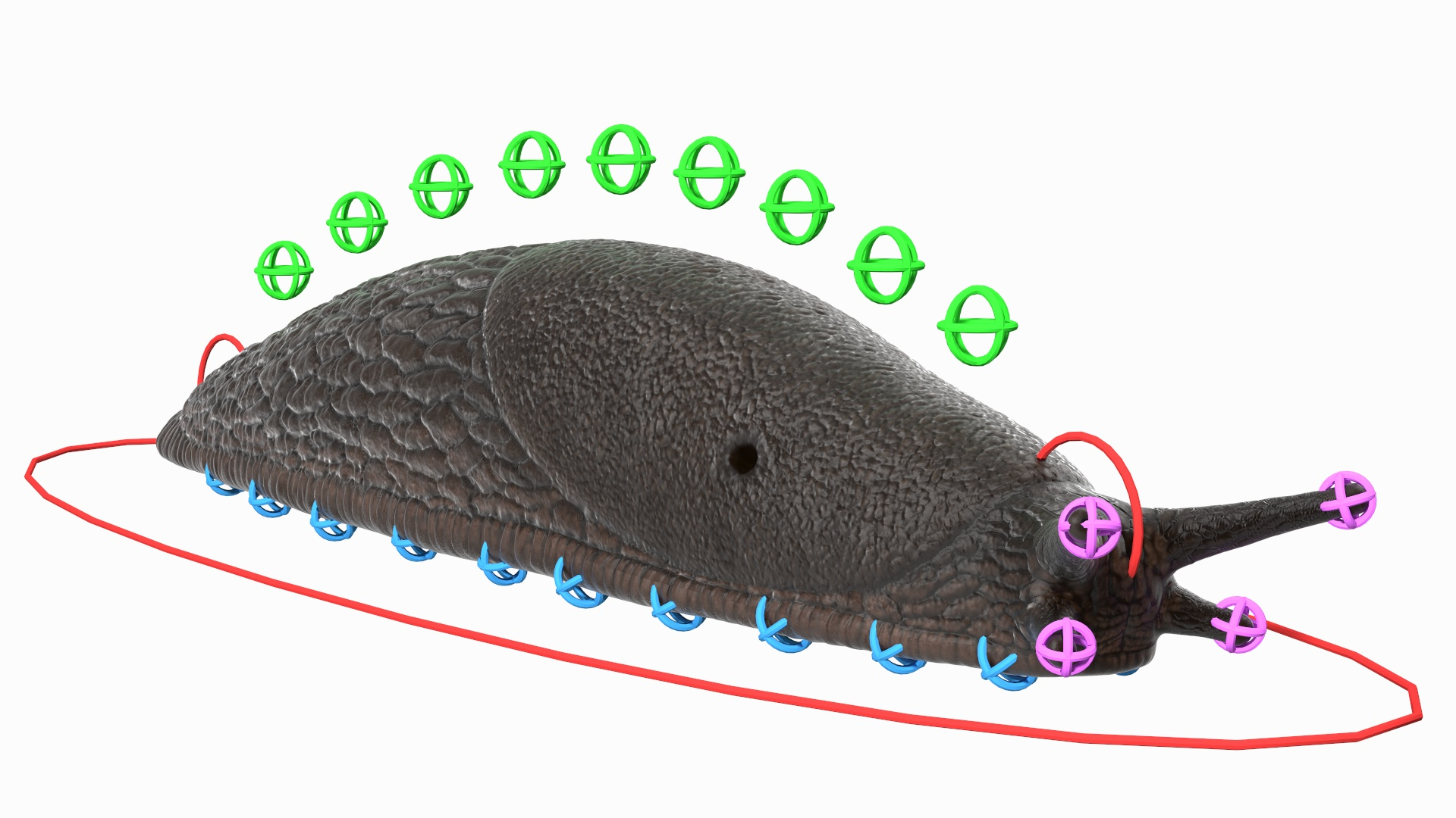 Garden Slug Rigged Model - TurboSquid 2013482