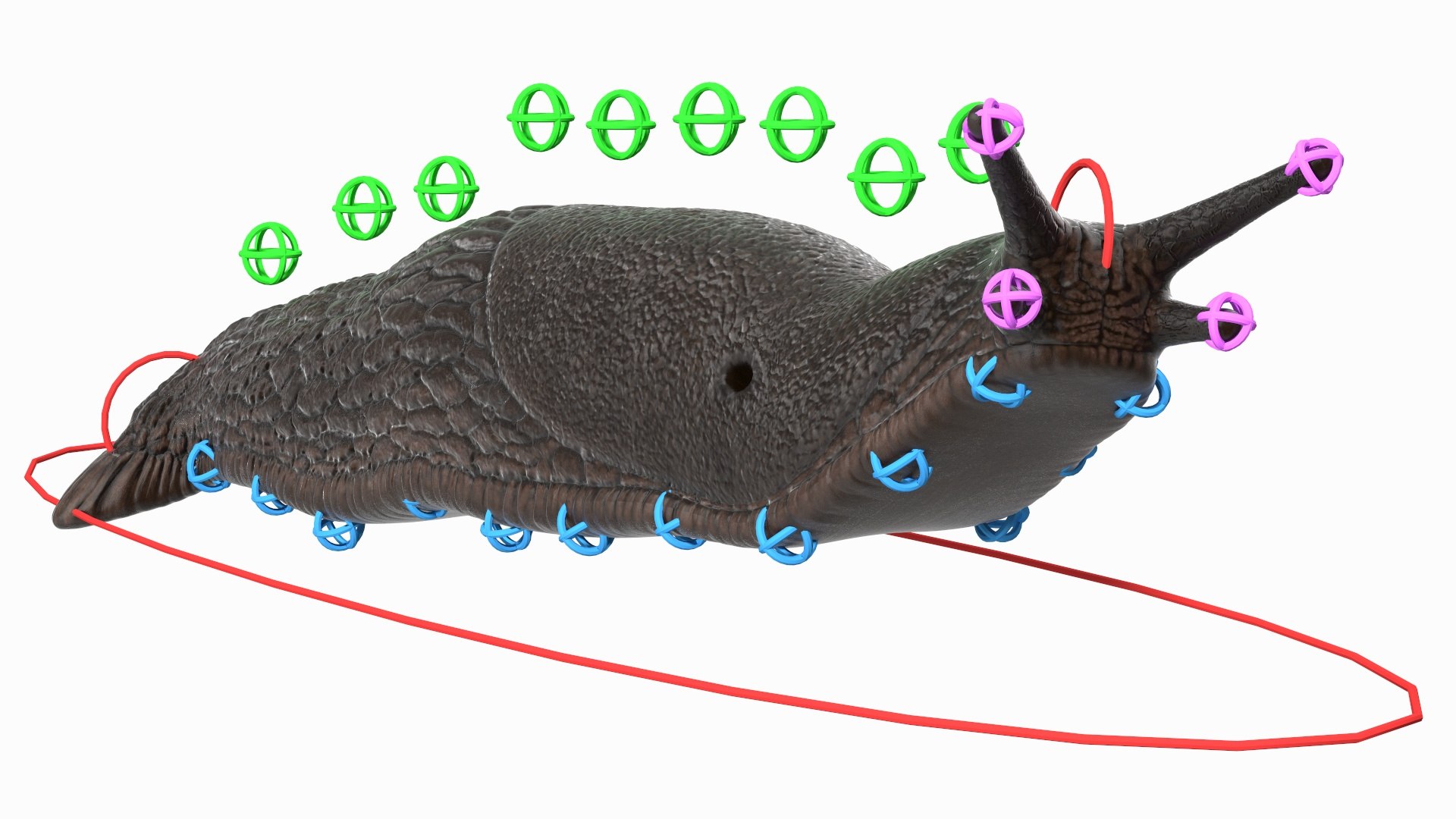Garden Slug Rigged Model - TurboSquid 2013482