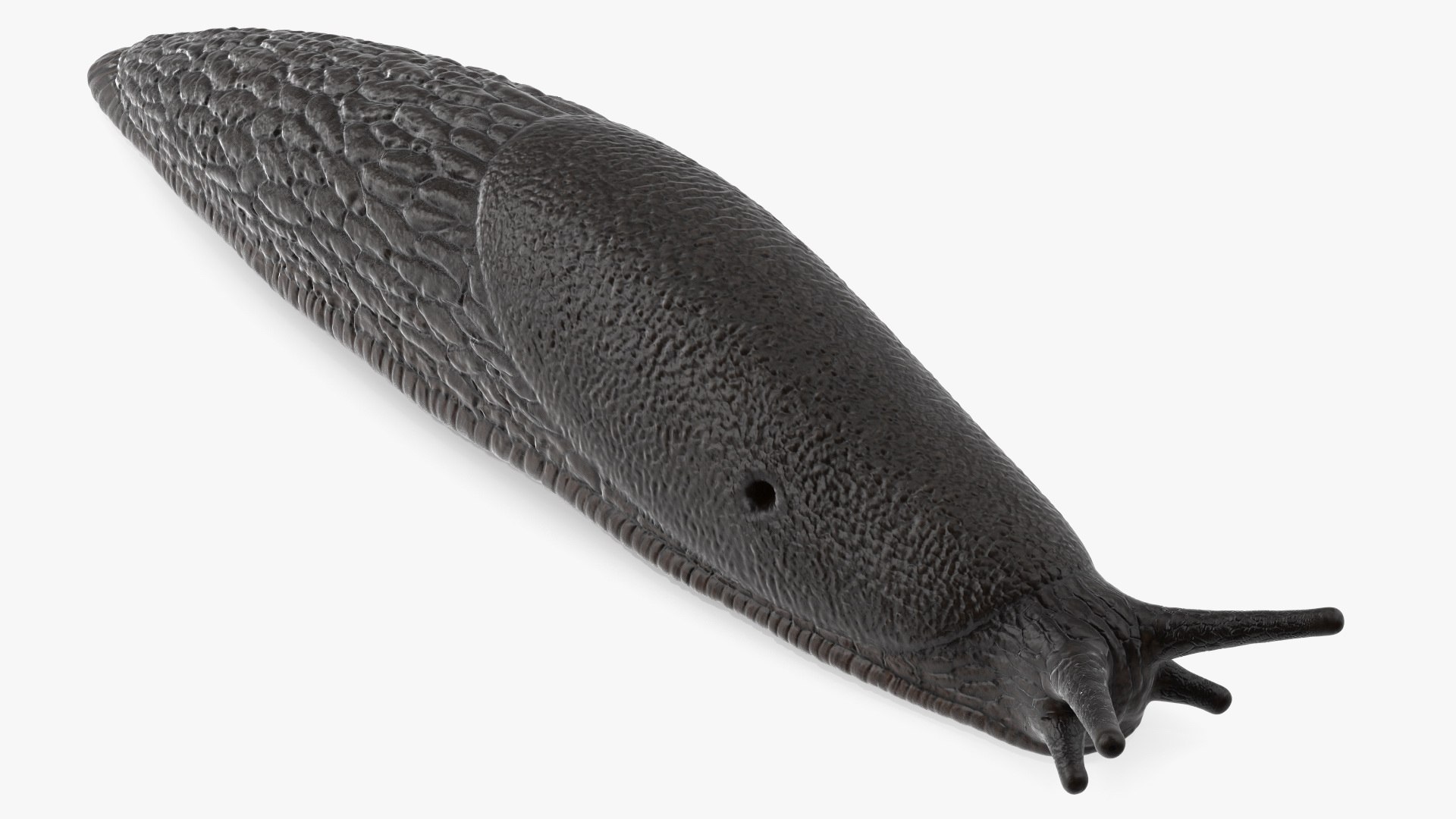 Garden Slug Rigged Model - TurboSquid 2013482