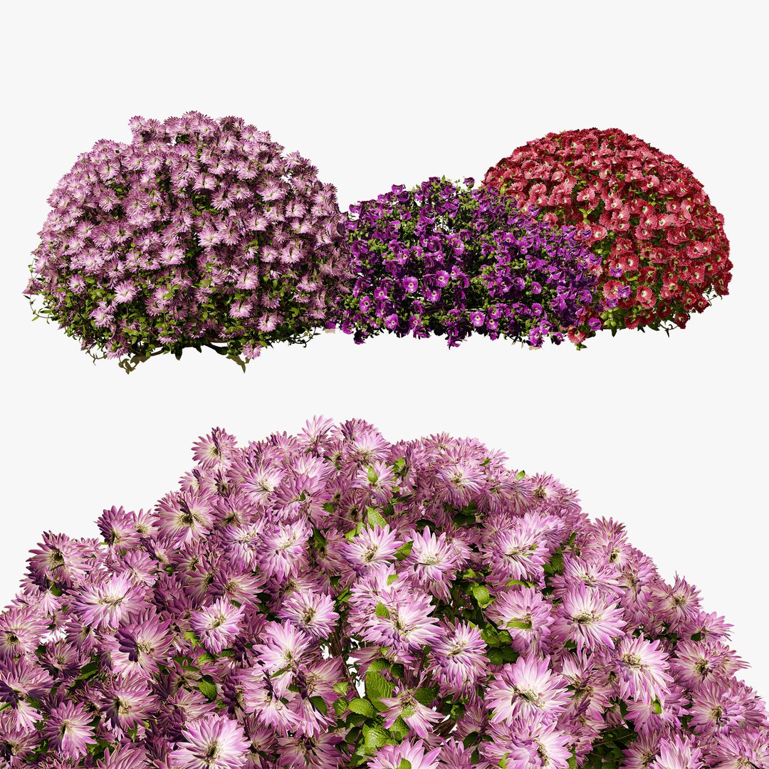 Aster Flowers 3D Model - TurboSquid 2207237
