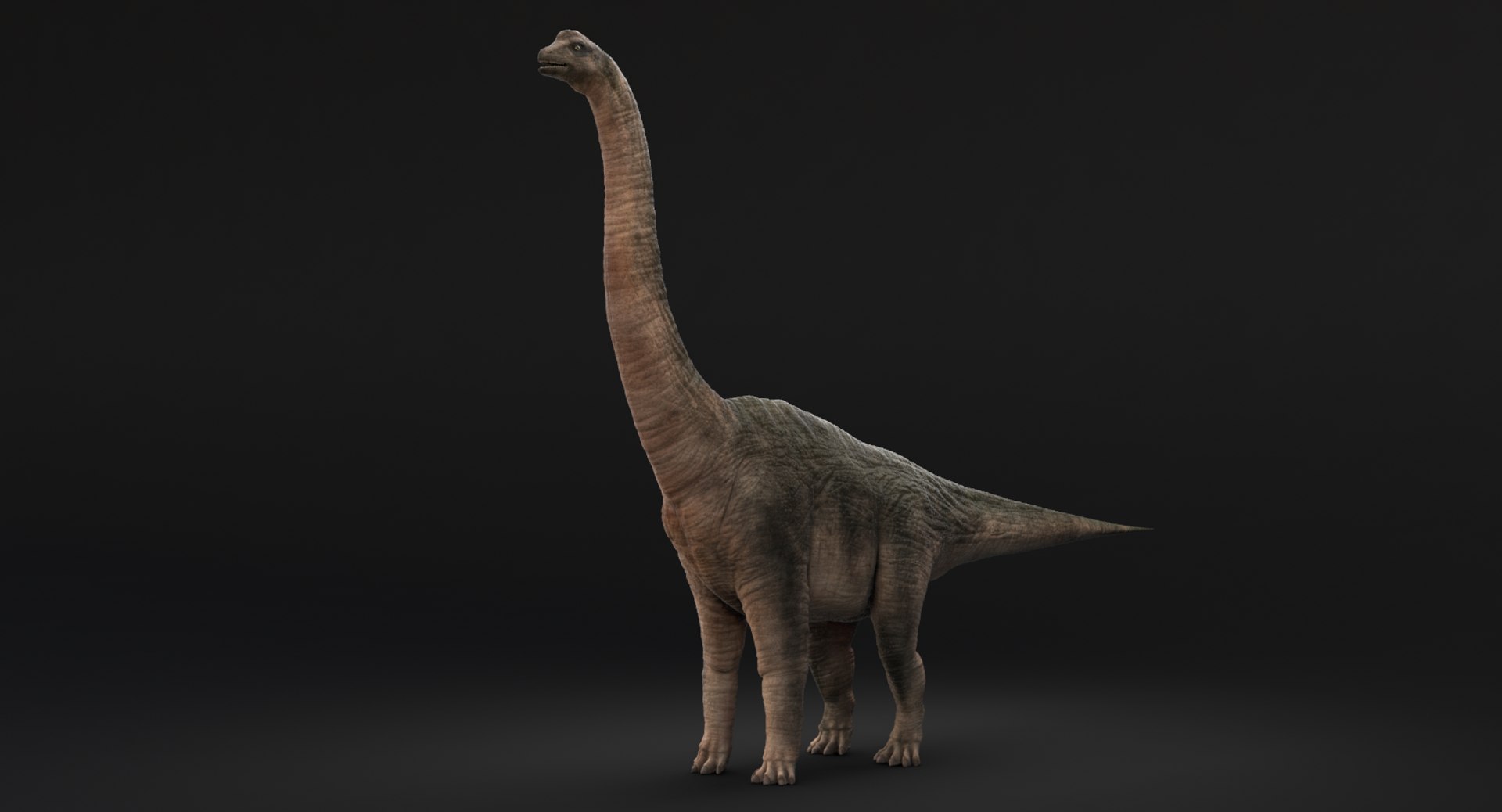 3d Model Brachiosaurus