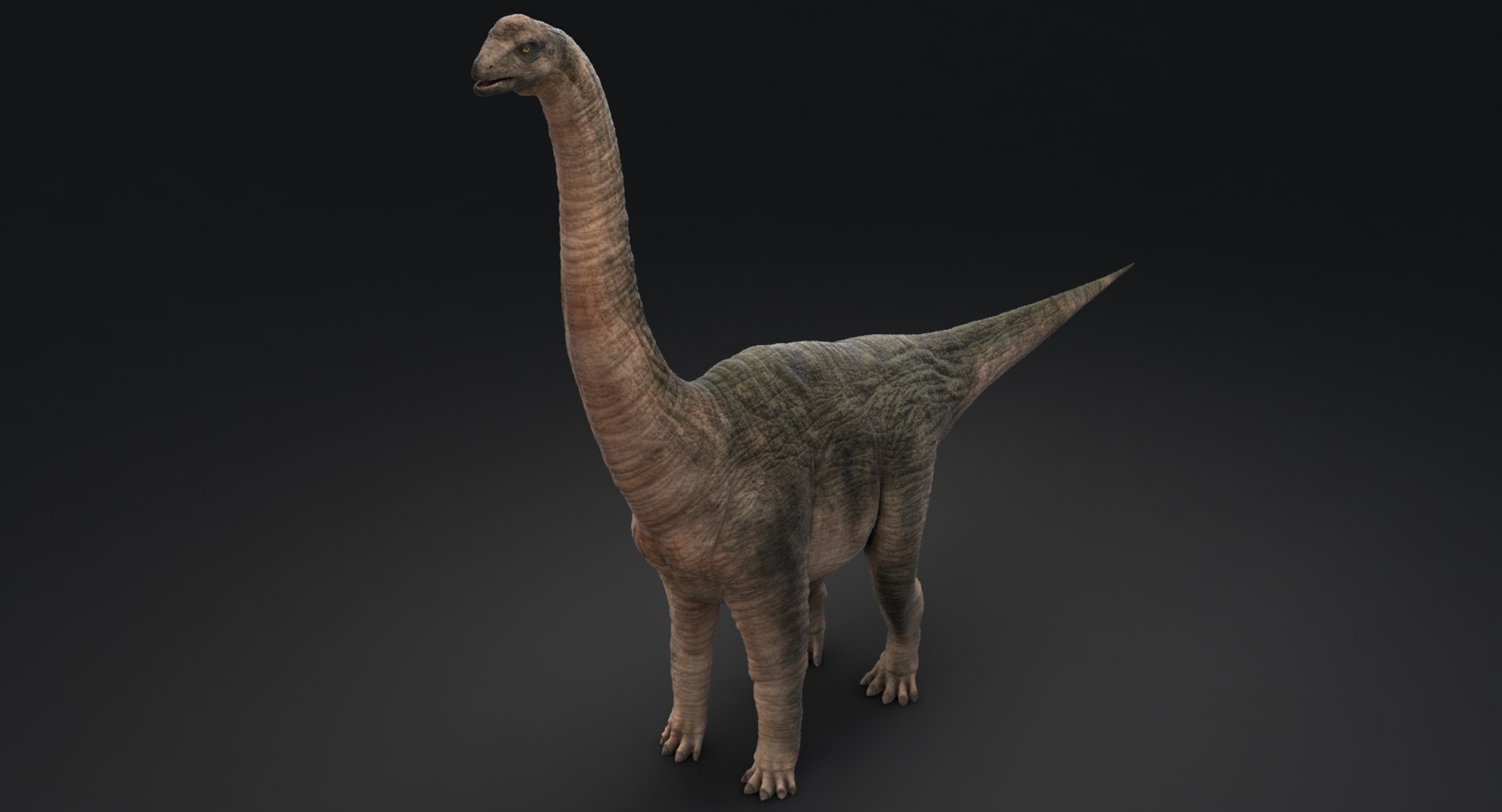 3d Model Brachiosaurus