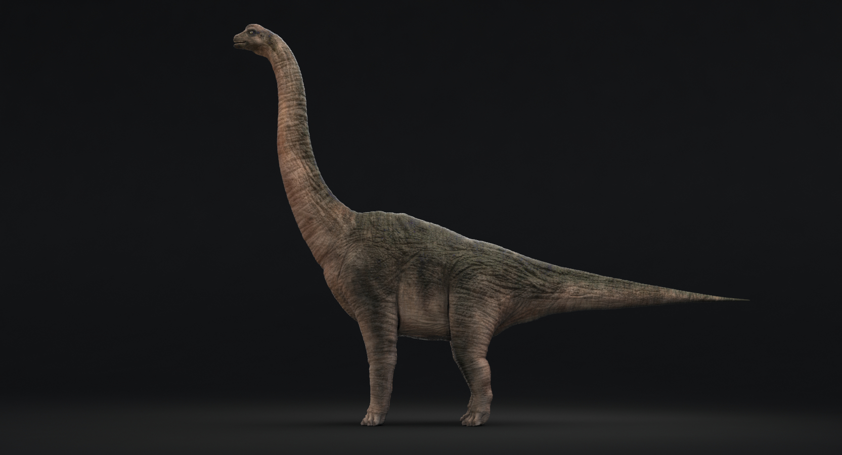 3d model brachiosaurus