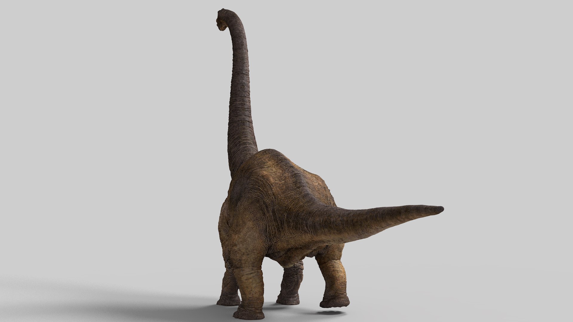 3D Brachiosaurus Animation Blender - TurboSquid 1415122
