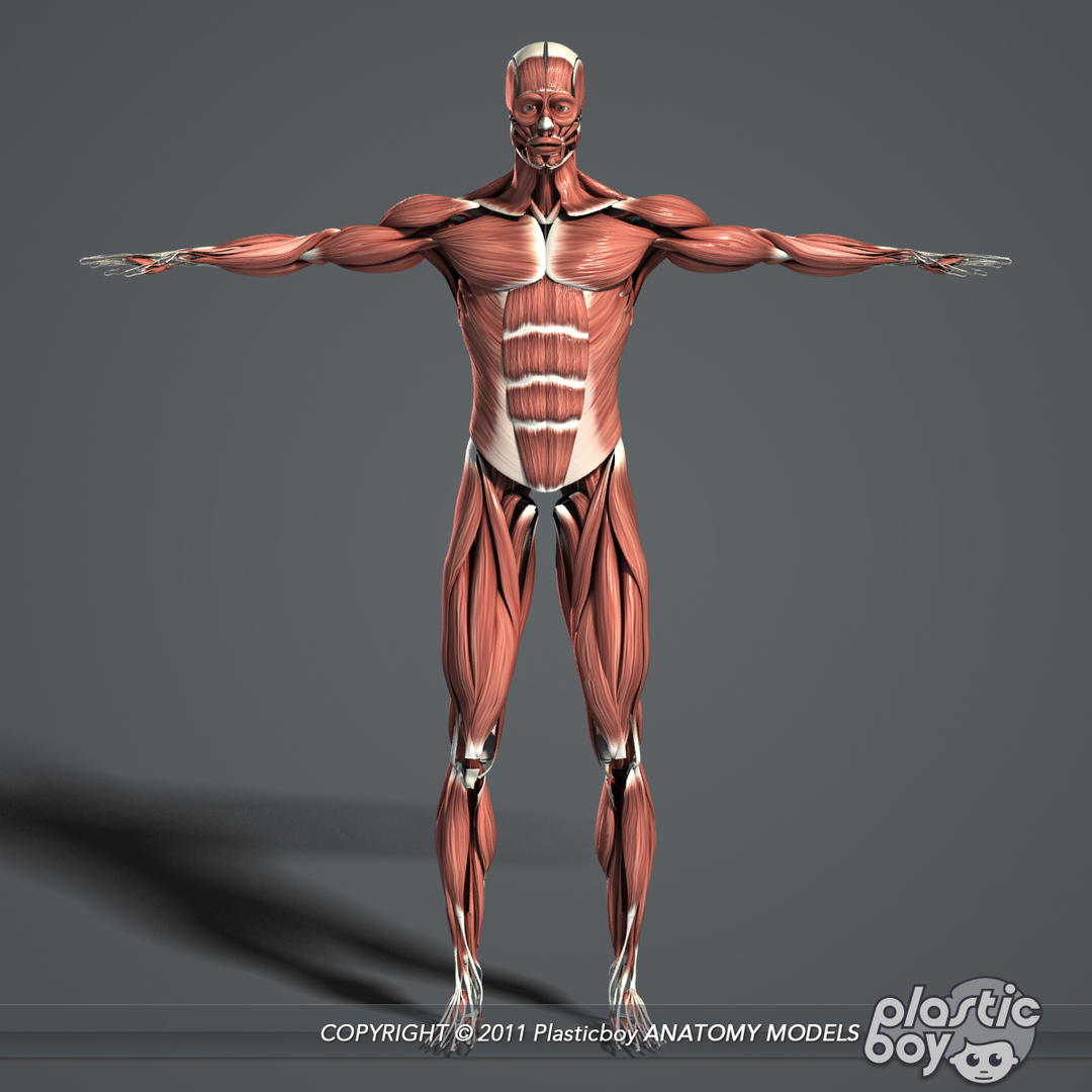 Medically Anatomically Human Muscular Max