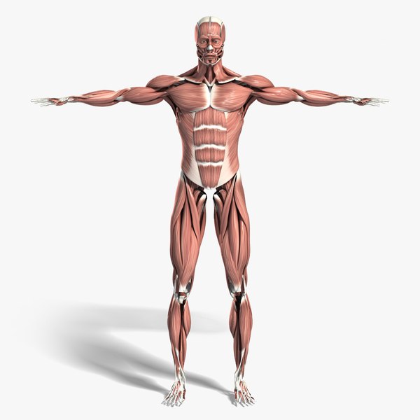 Man Muscle 3D Models for Download | TurboSquid