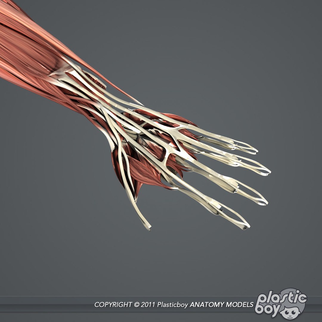 Medically Anatomically Human Muscular Max