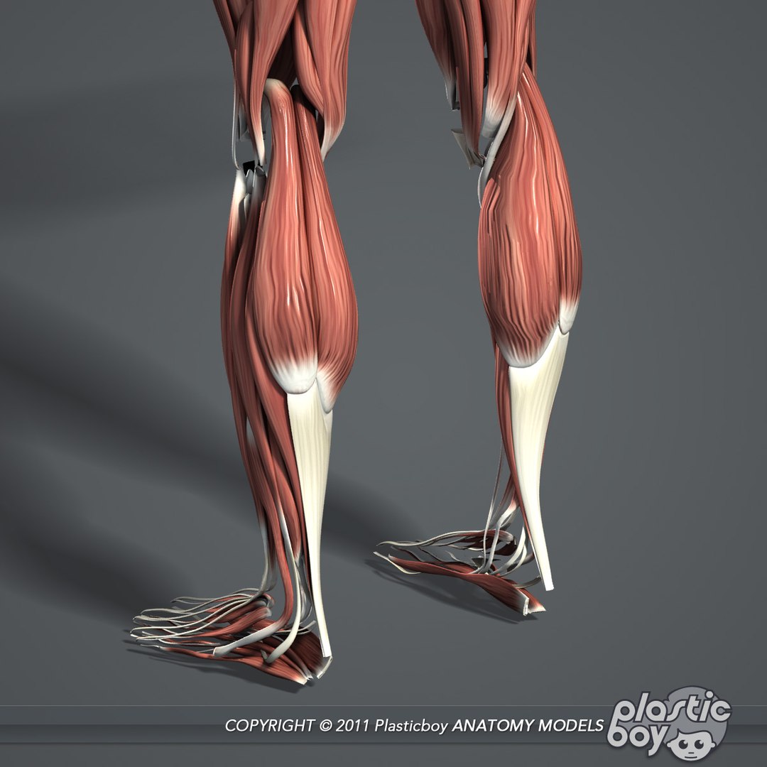 Medically Anatomically Human Muscular Max