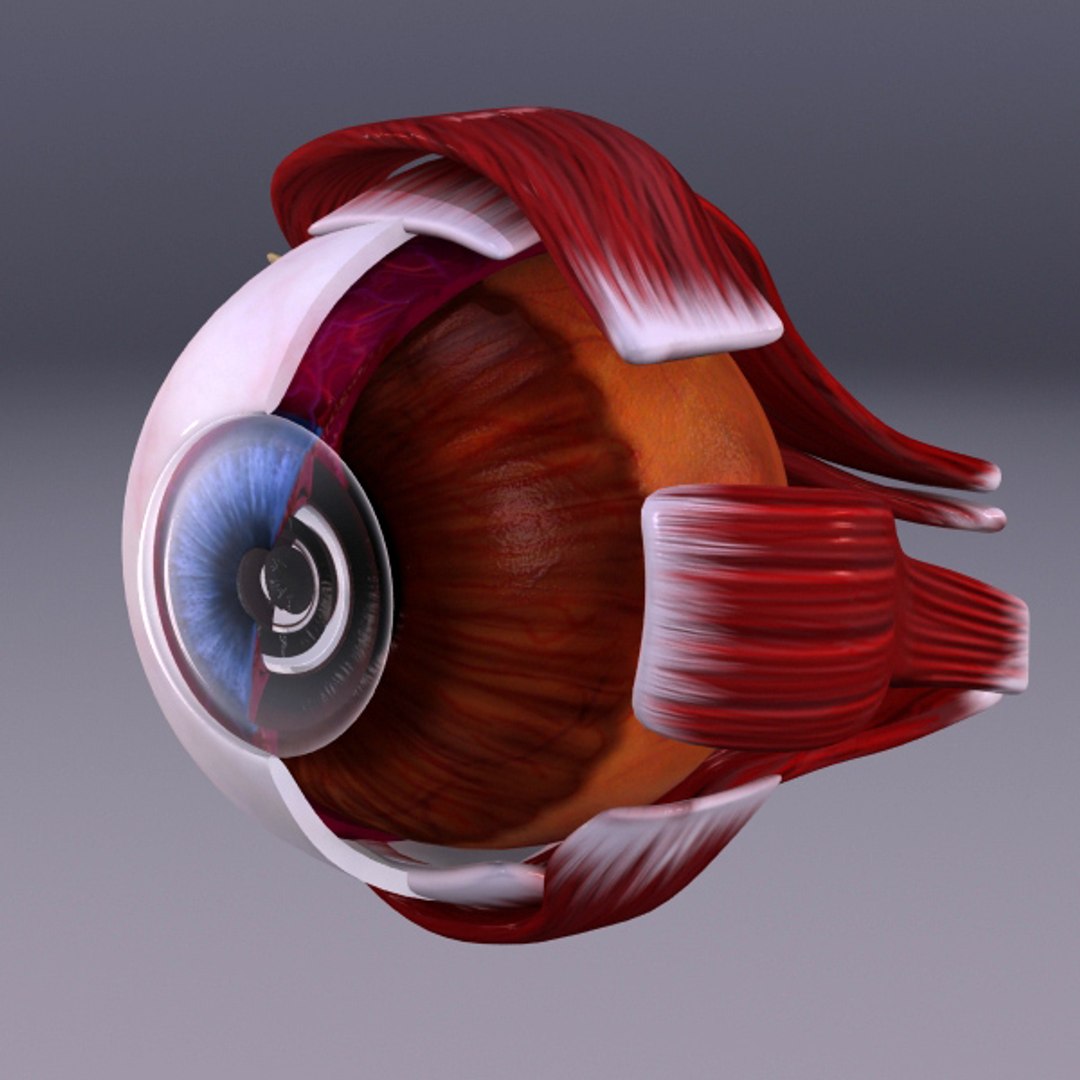 human eye 3d model
