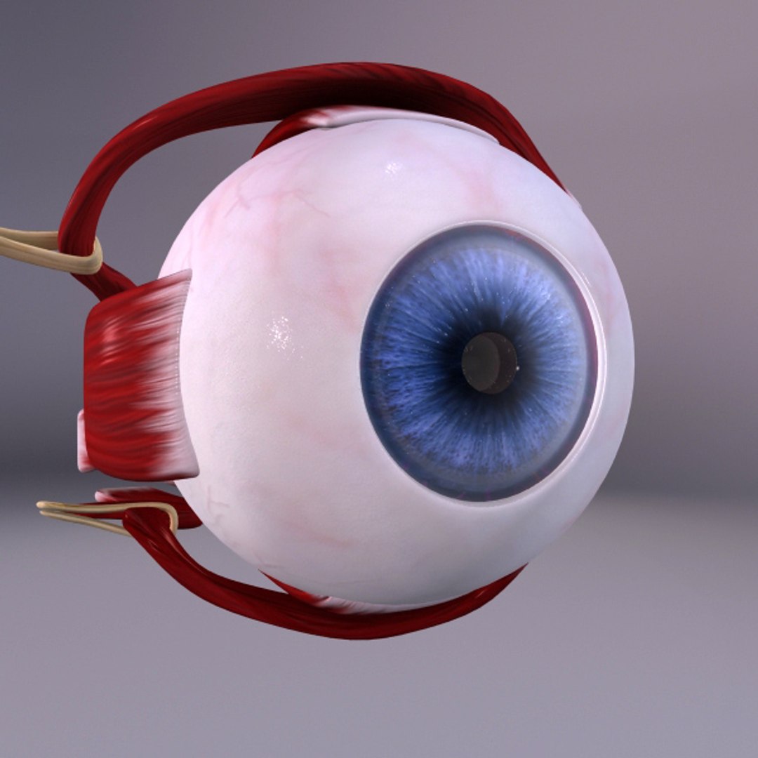 human eye 3d model