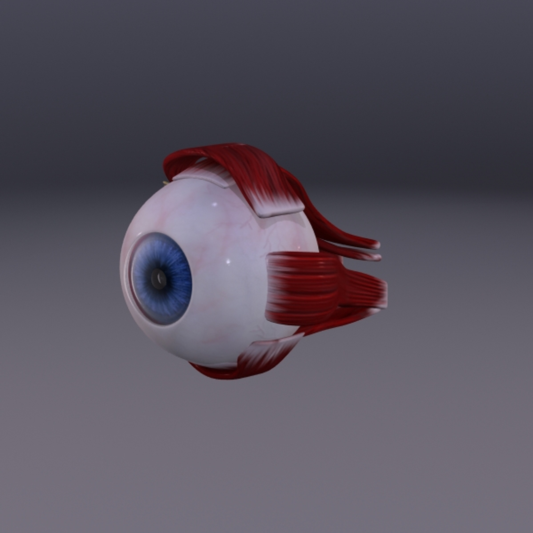 human eye 3d model