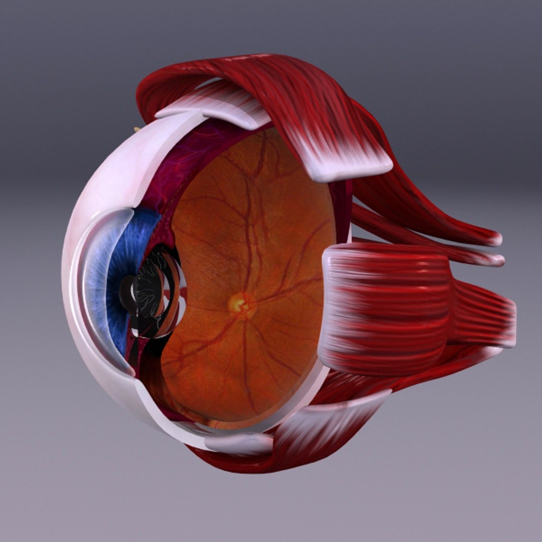 human eye 3d model