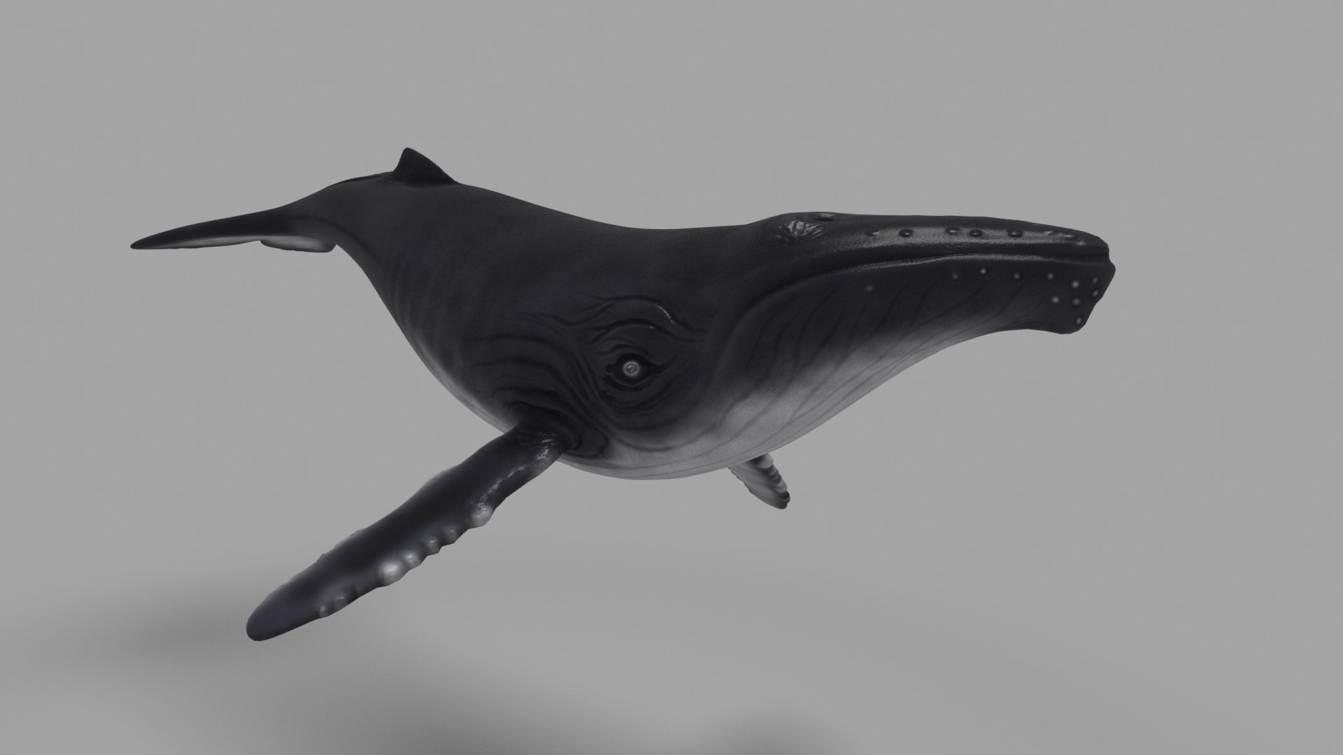 3D Humpback Whale Model - TurboSquid 1934532