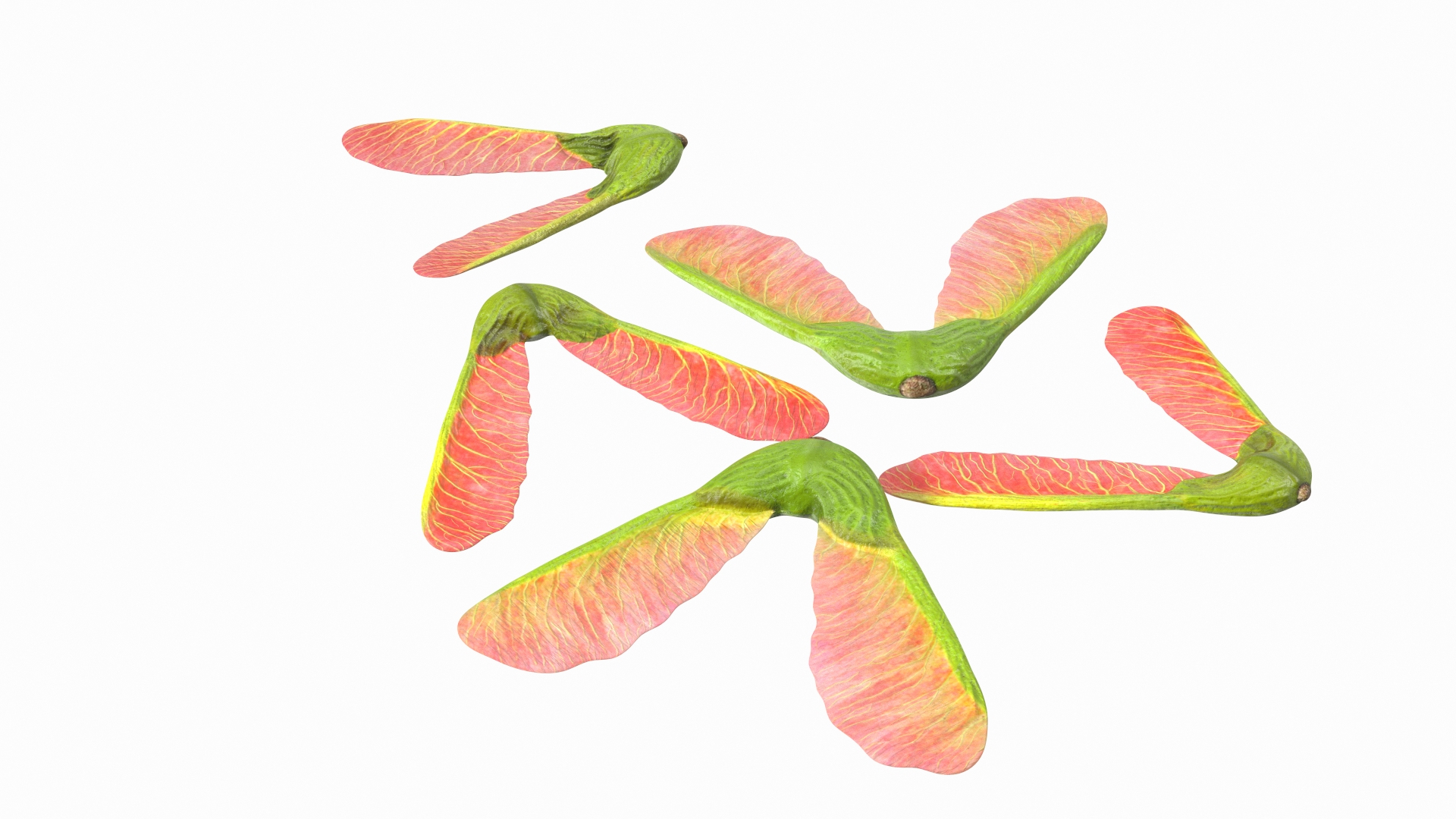 3D Pink Maple Seeds - TurboSquid 1838657