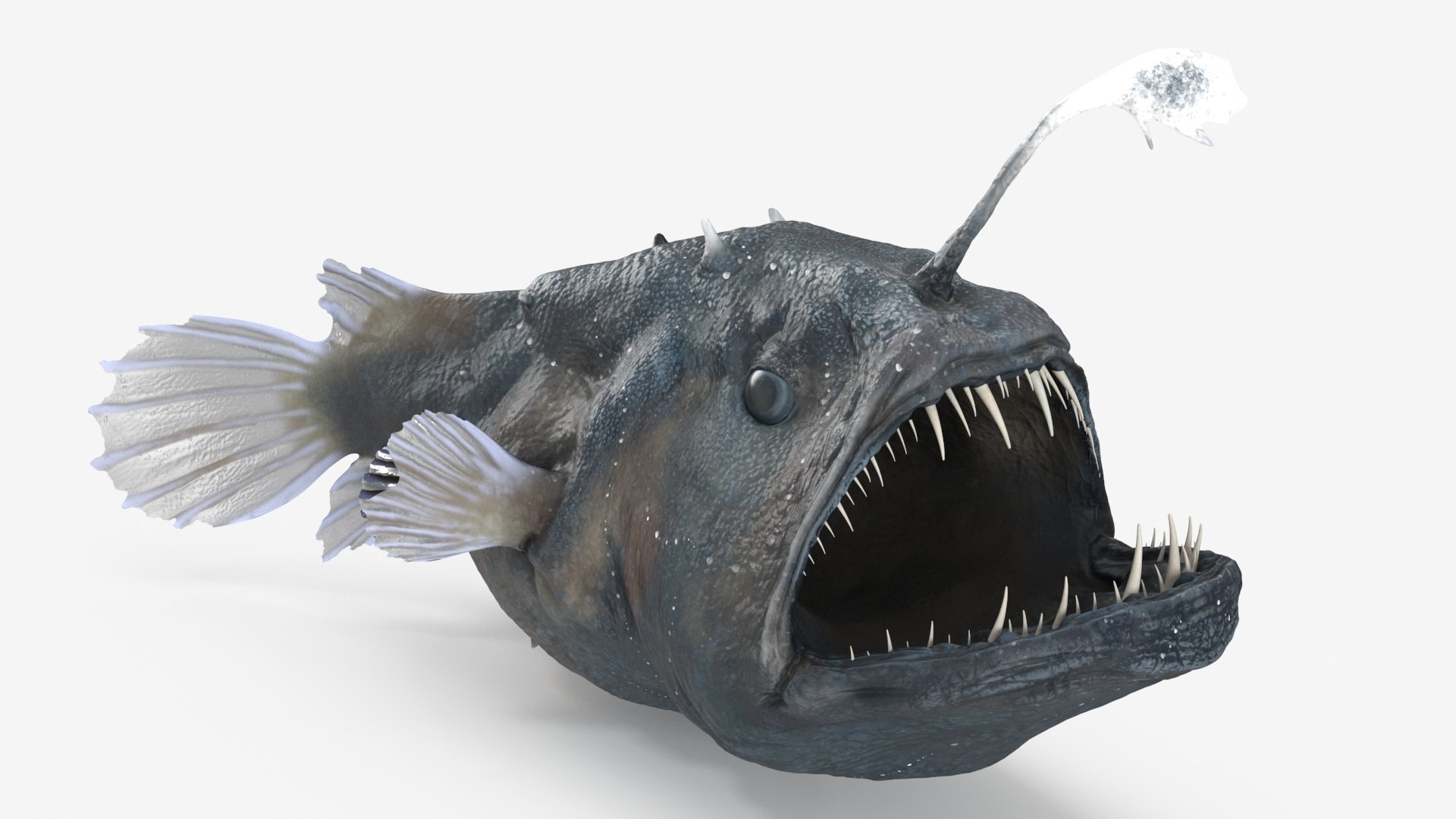 Anglerfish Rigged 3D Model - TurboSquid 2243132